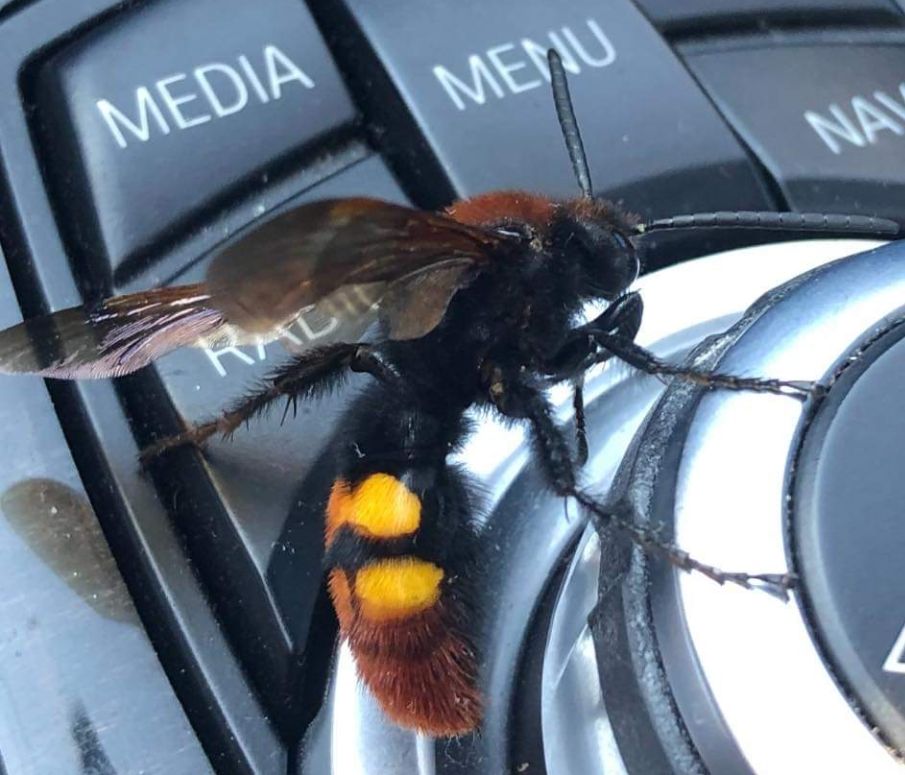 Can anybody identify this? | Scrolller