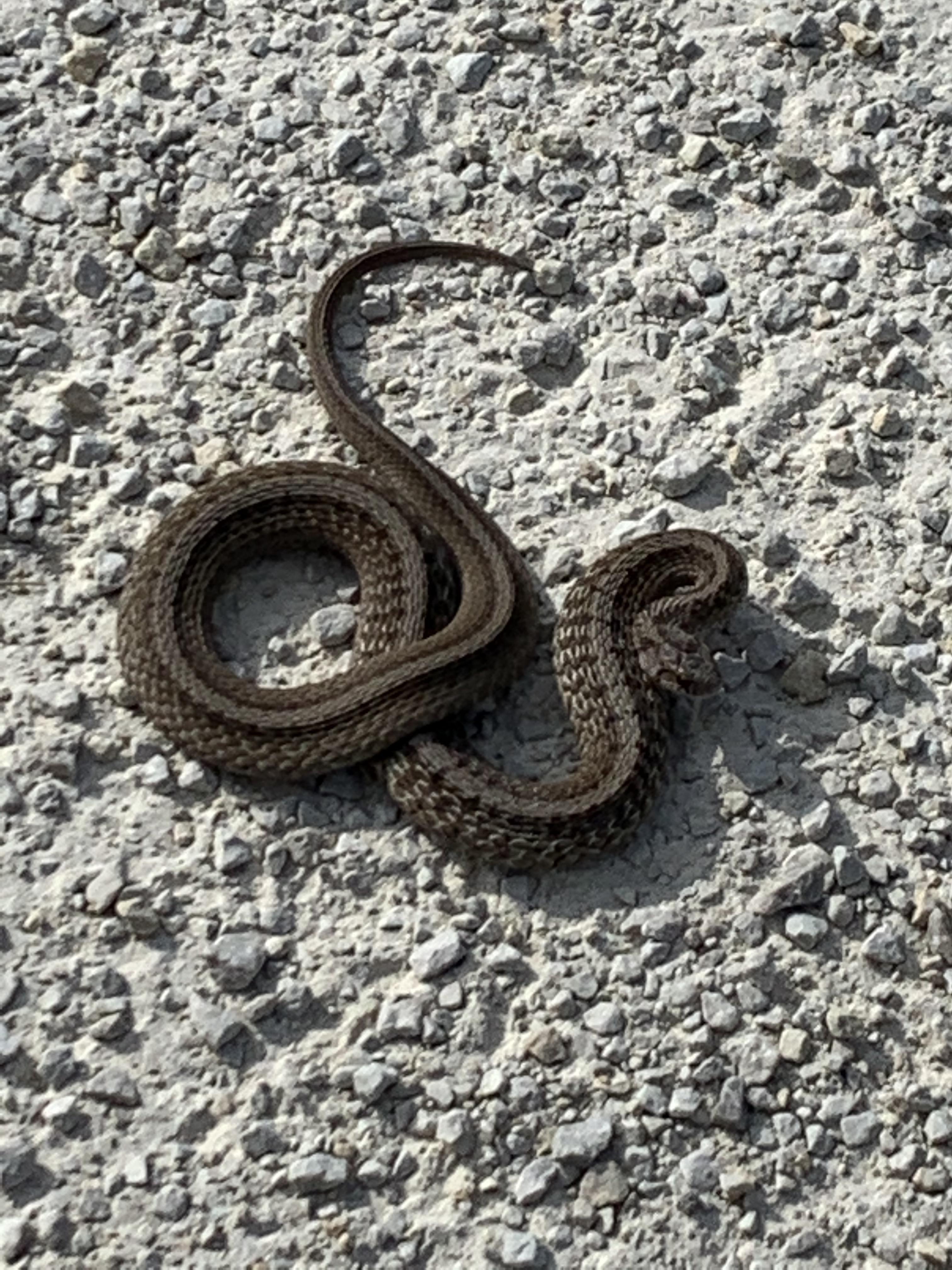 Can anyone help ID this snake? | Scrolller