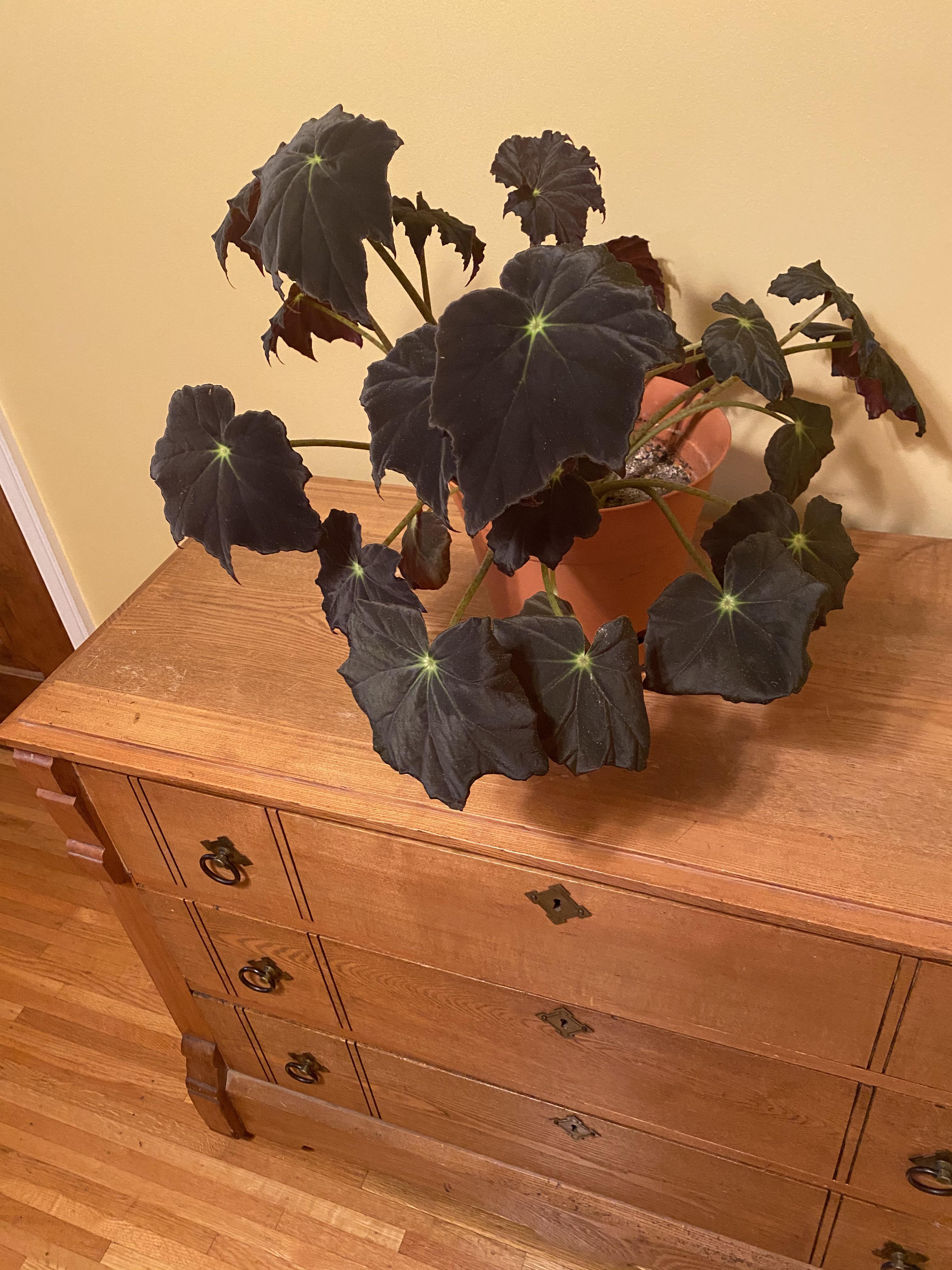 Can anyone help identify this plant? | Scrolller