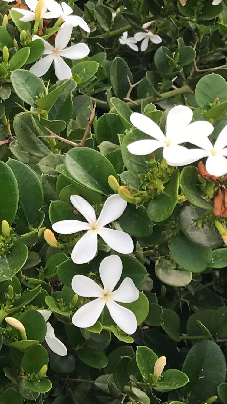 can anyone help me identify this flower??? | Scrolller