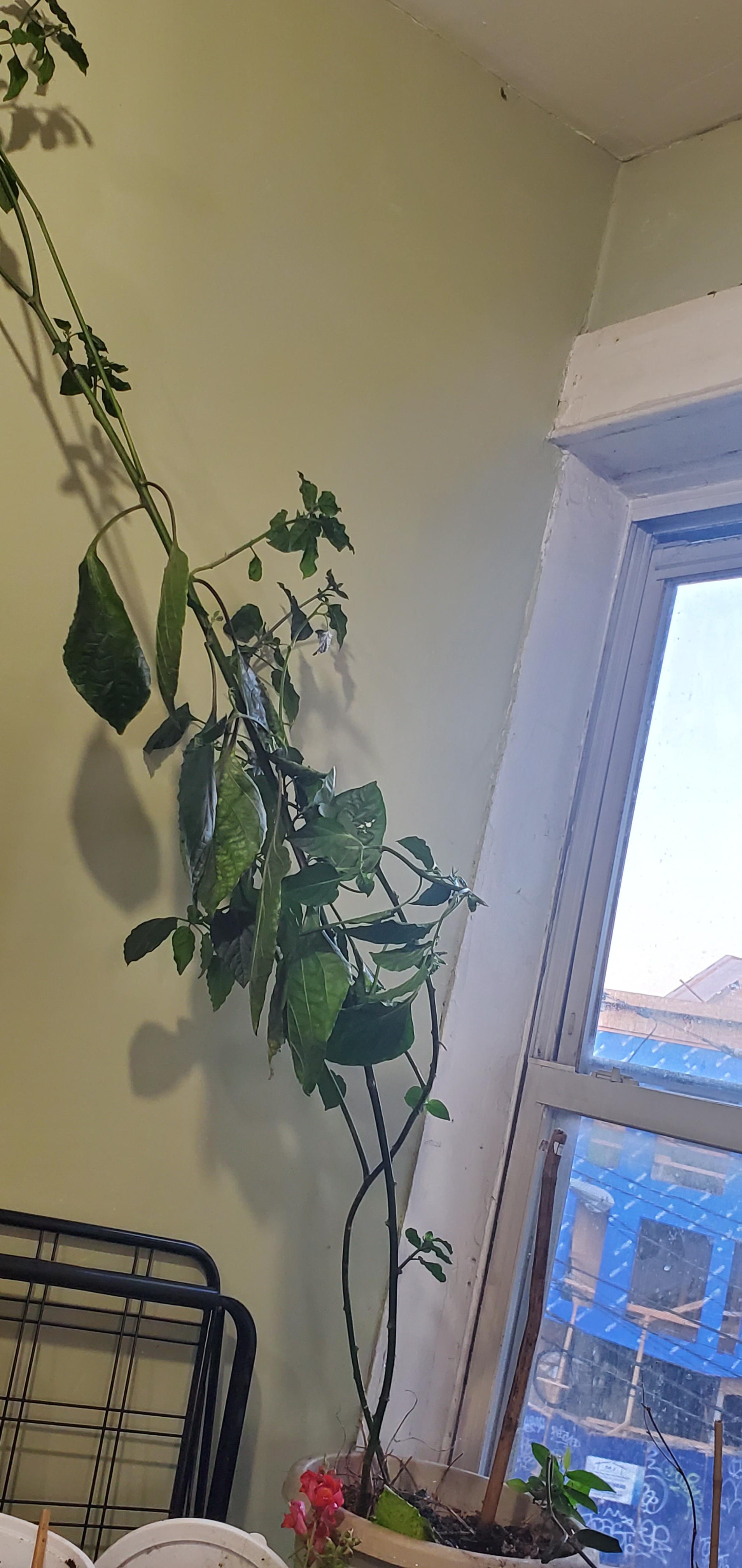 Can anyone identify this plant | Scrolller