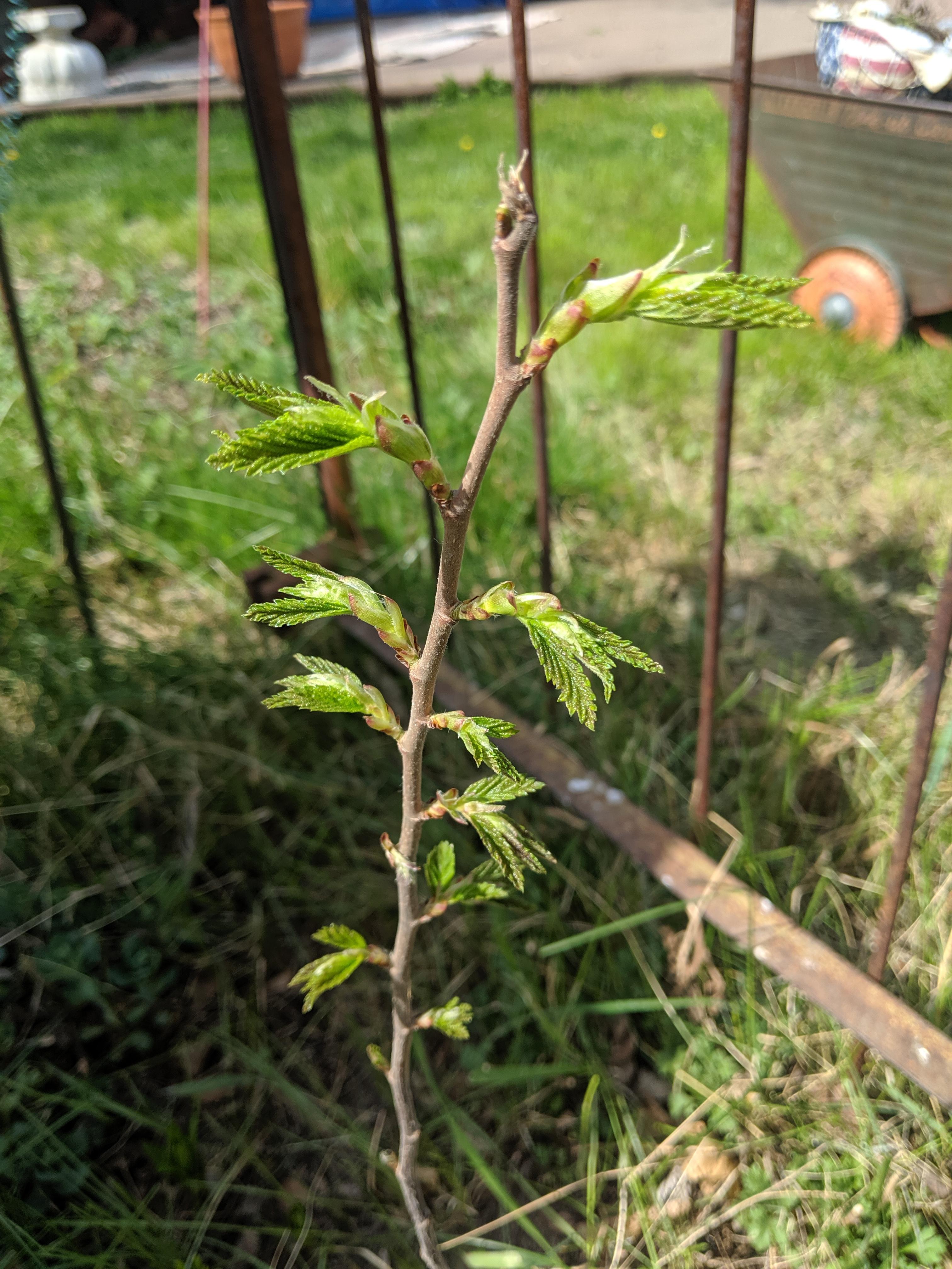 Can anyone identify this tree ? | Scrolller