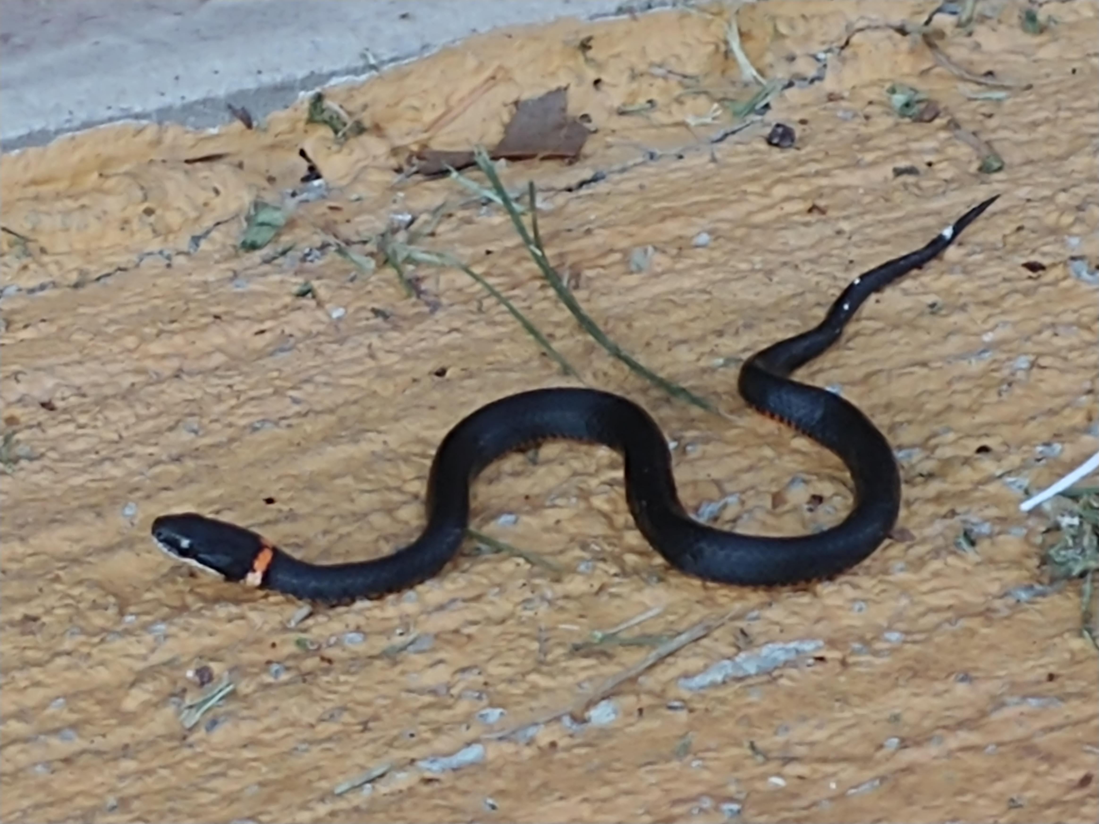 Can someone help identify this snake? Its about 2 inches. | Scrolller