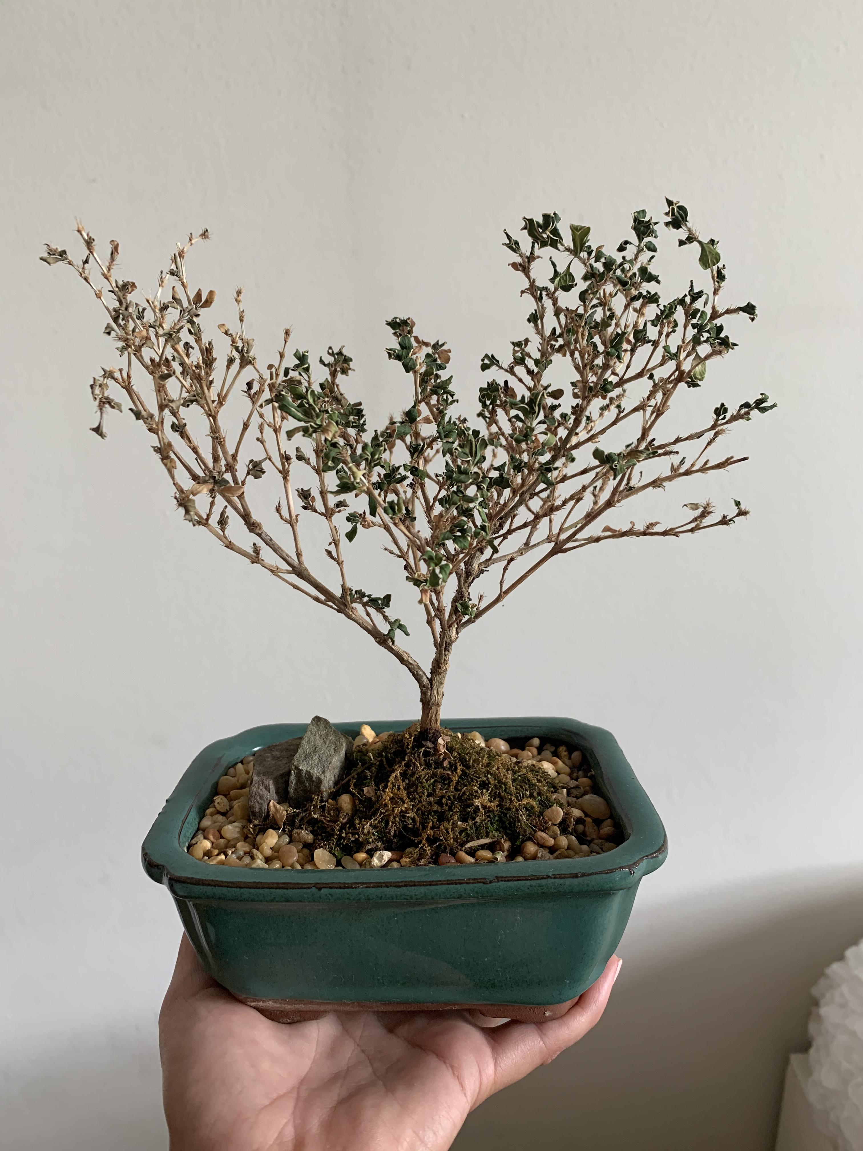 Can this plan be revived?? | Scrolller