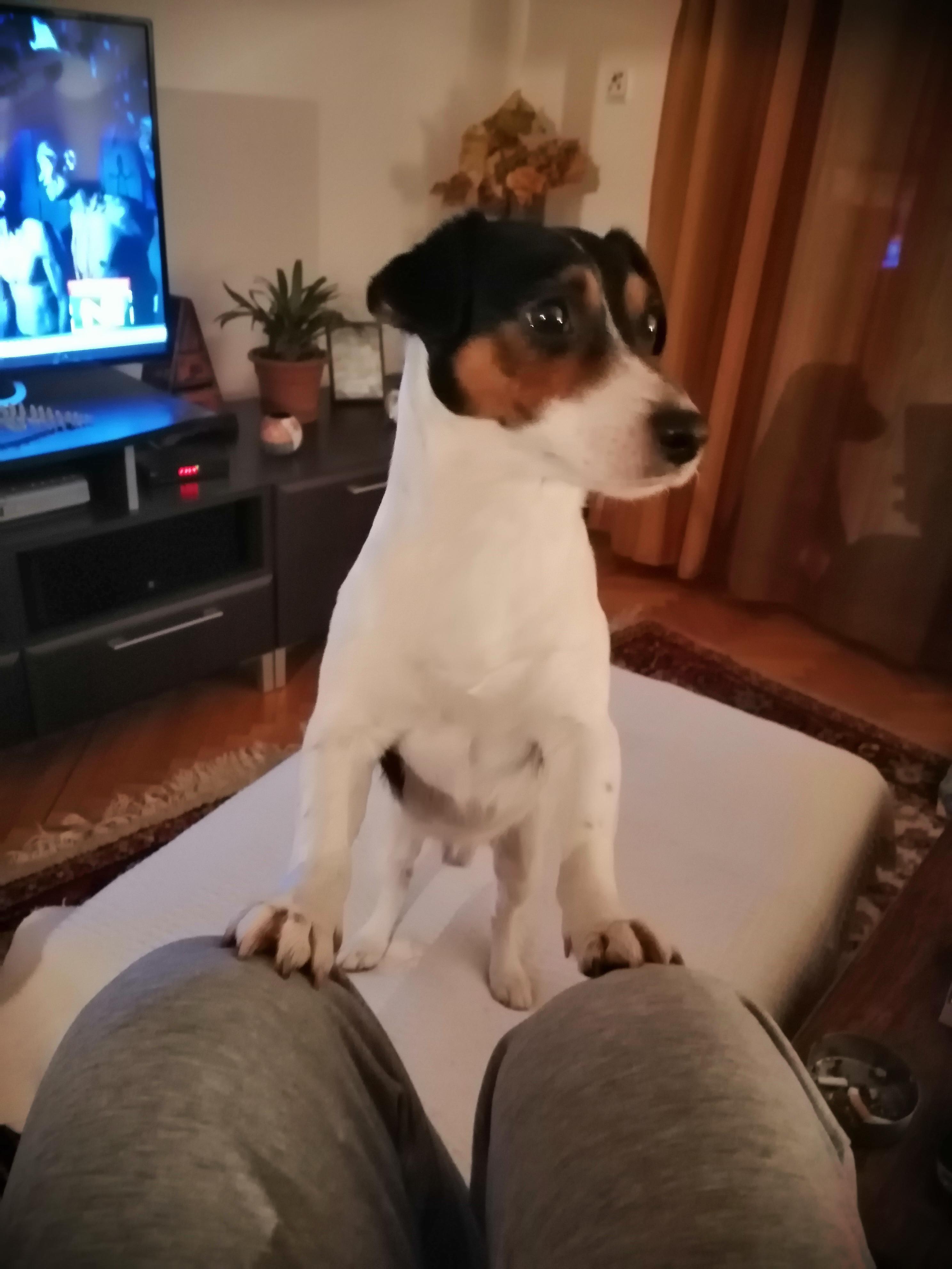 Can we go outside, please, please 🐾 | Scrolller