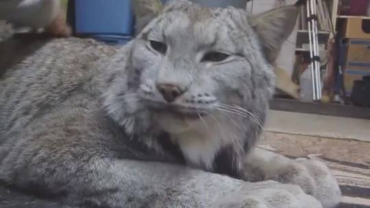 Canadian Lynx gets chin scratches. | Scrolller