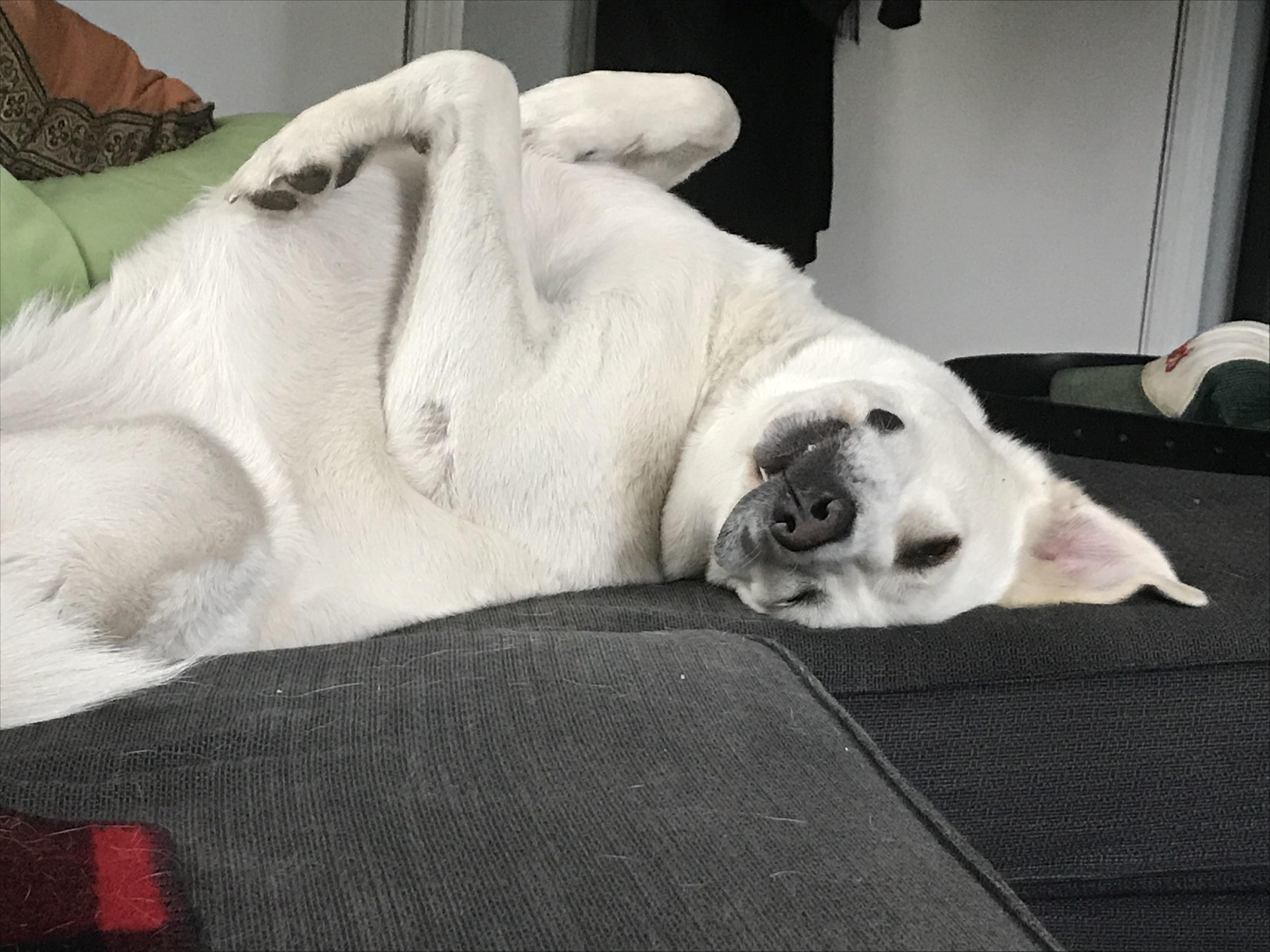 Cant get enough of this old pup! | Scrolller