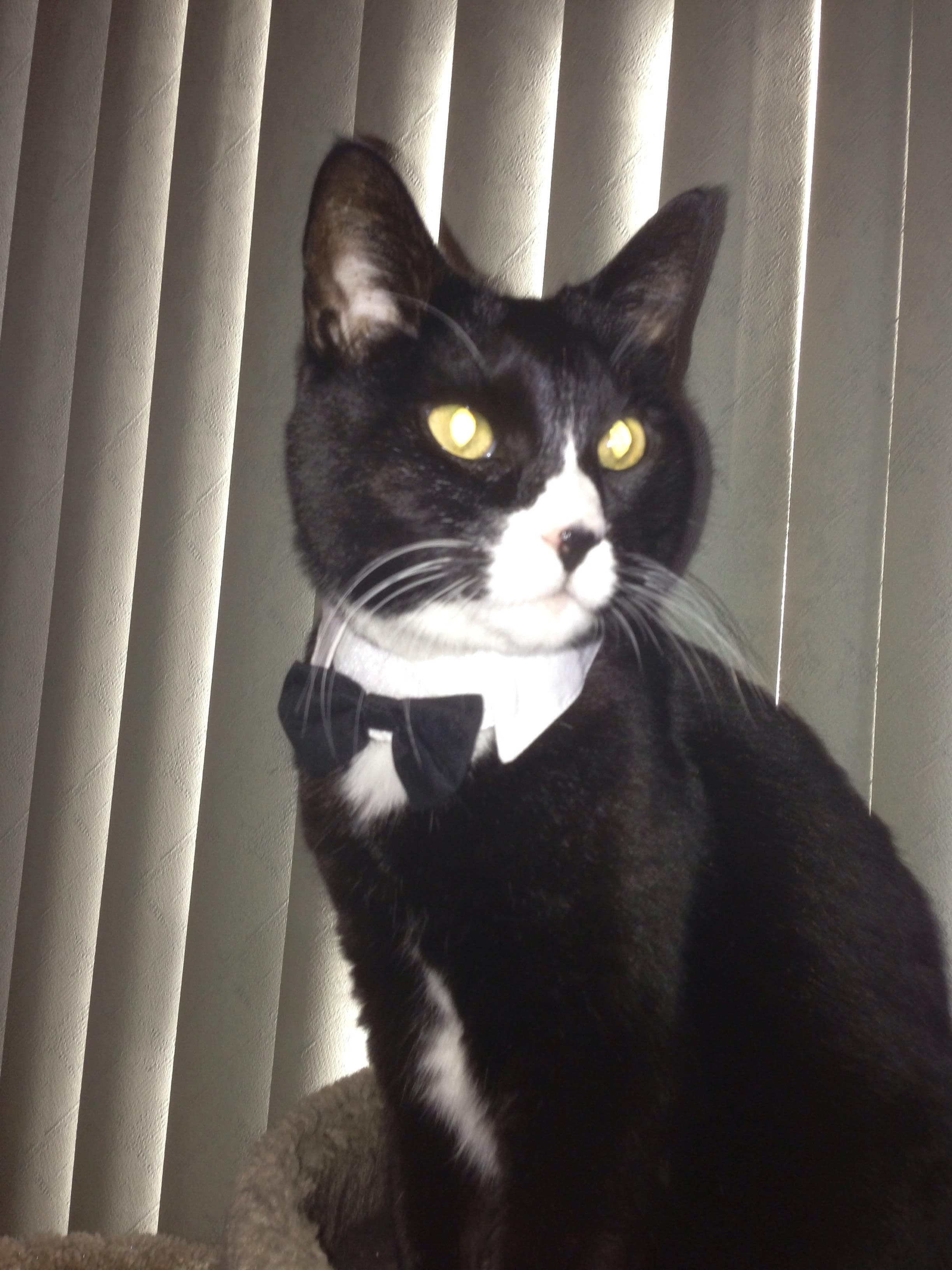 Captain Kitty just turned 12 years old, I decided it was time to give him a proper uniform ...