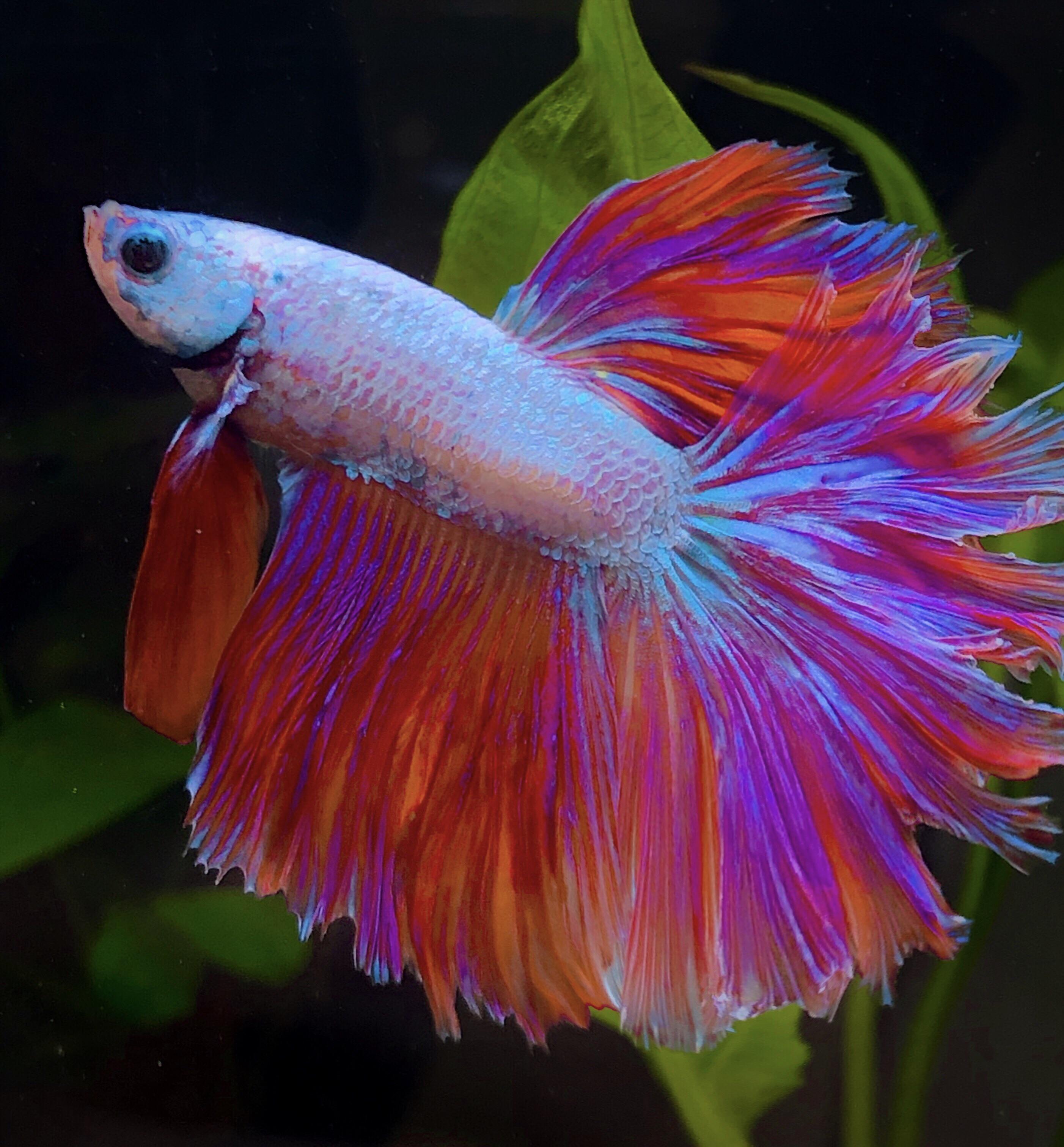 Captain shimmer butt has arrived in his new home safe and sound except ...