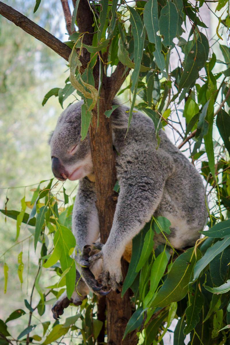 Captured this photo of a very dozy Koala today | Scrolller