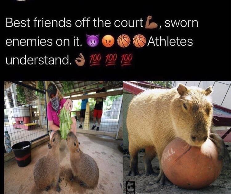 Capybara | Scrolller