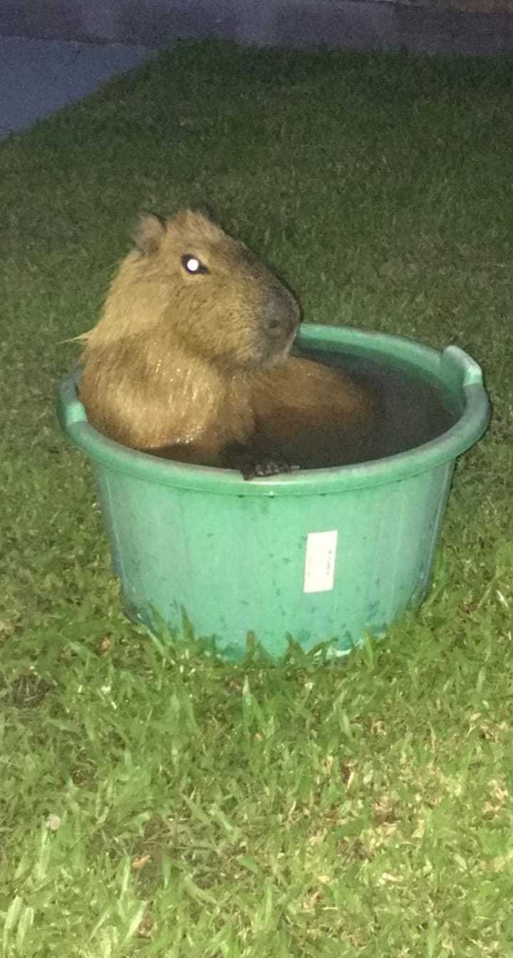 Capybara is a mood. | Scrolller