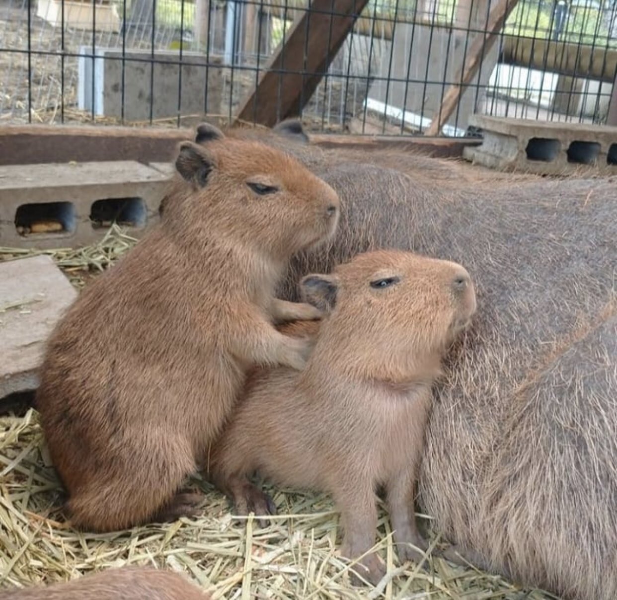 Capybaras are still pretty fantastic animals | Scrolller