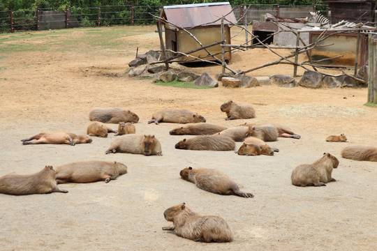 Capybaras, but there's a lot of them. | Scrolller