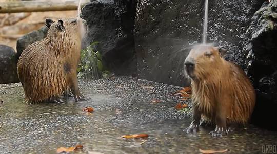 Capybaras take a shower. | Scrolller