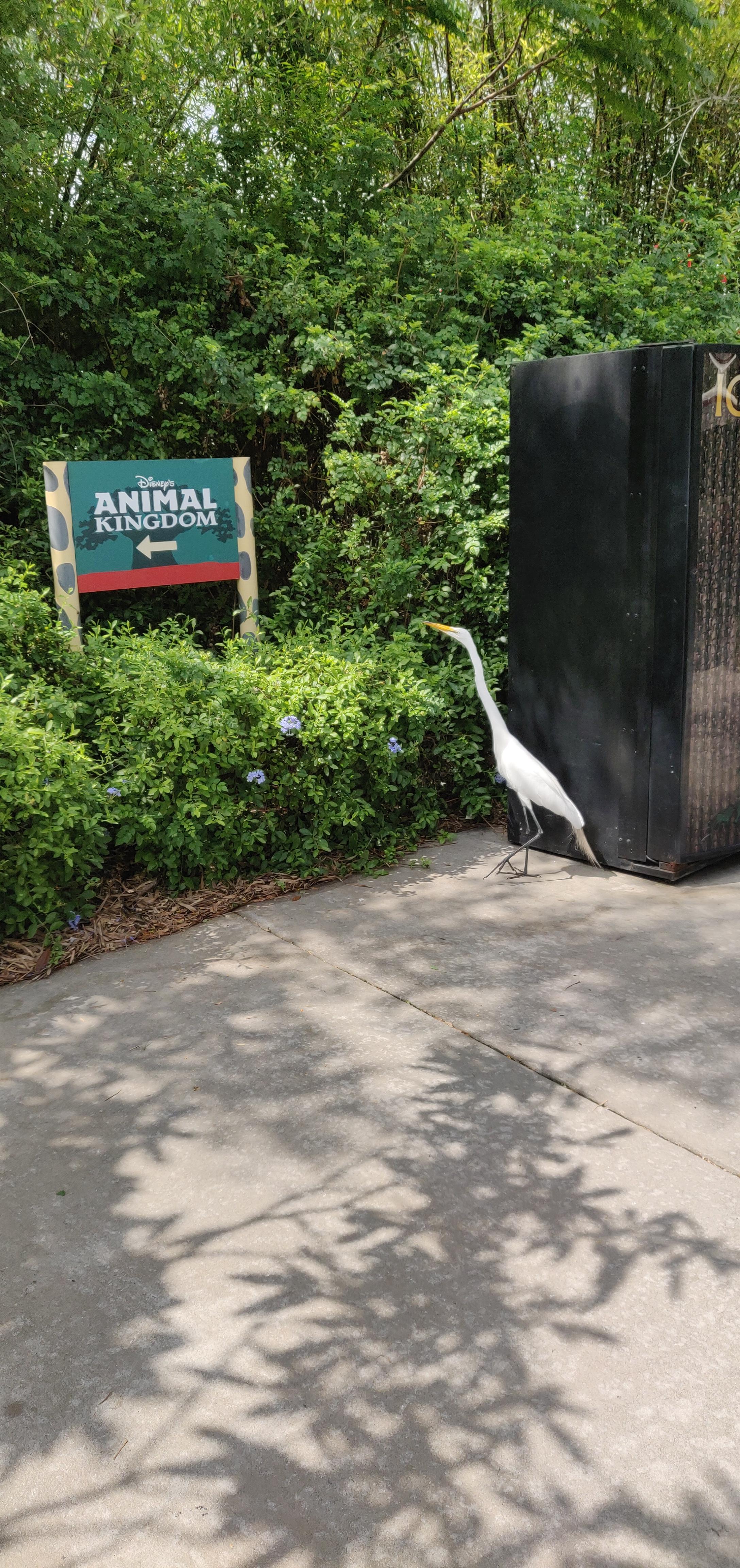 Cast Member checking he's at the right park | Scrolller