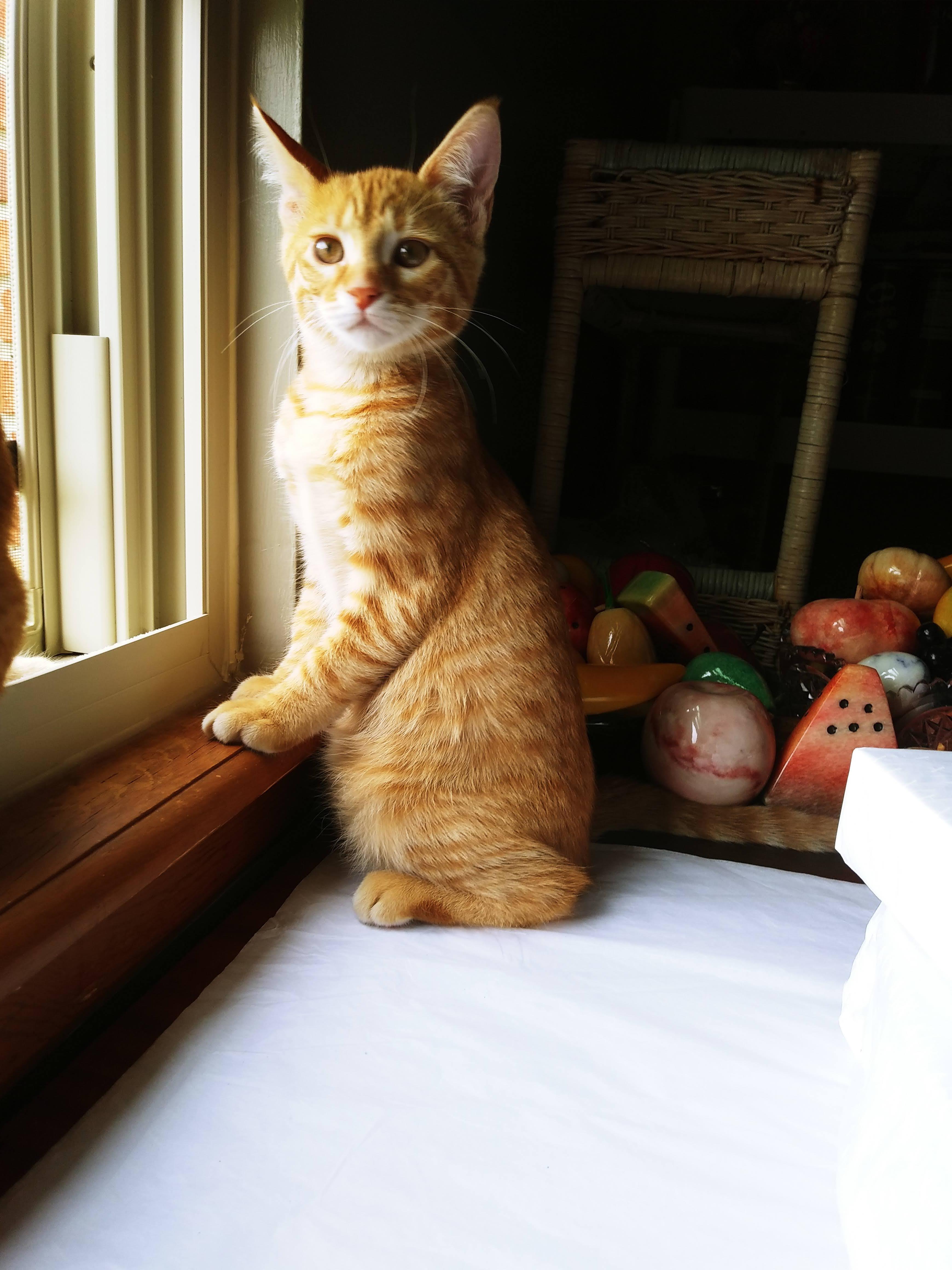 Cat. | Scrolller