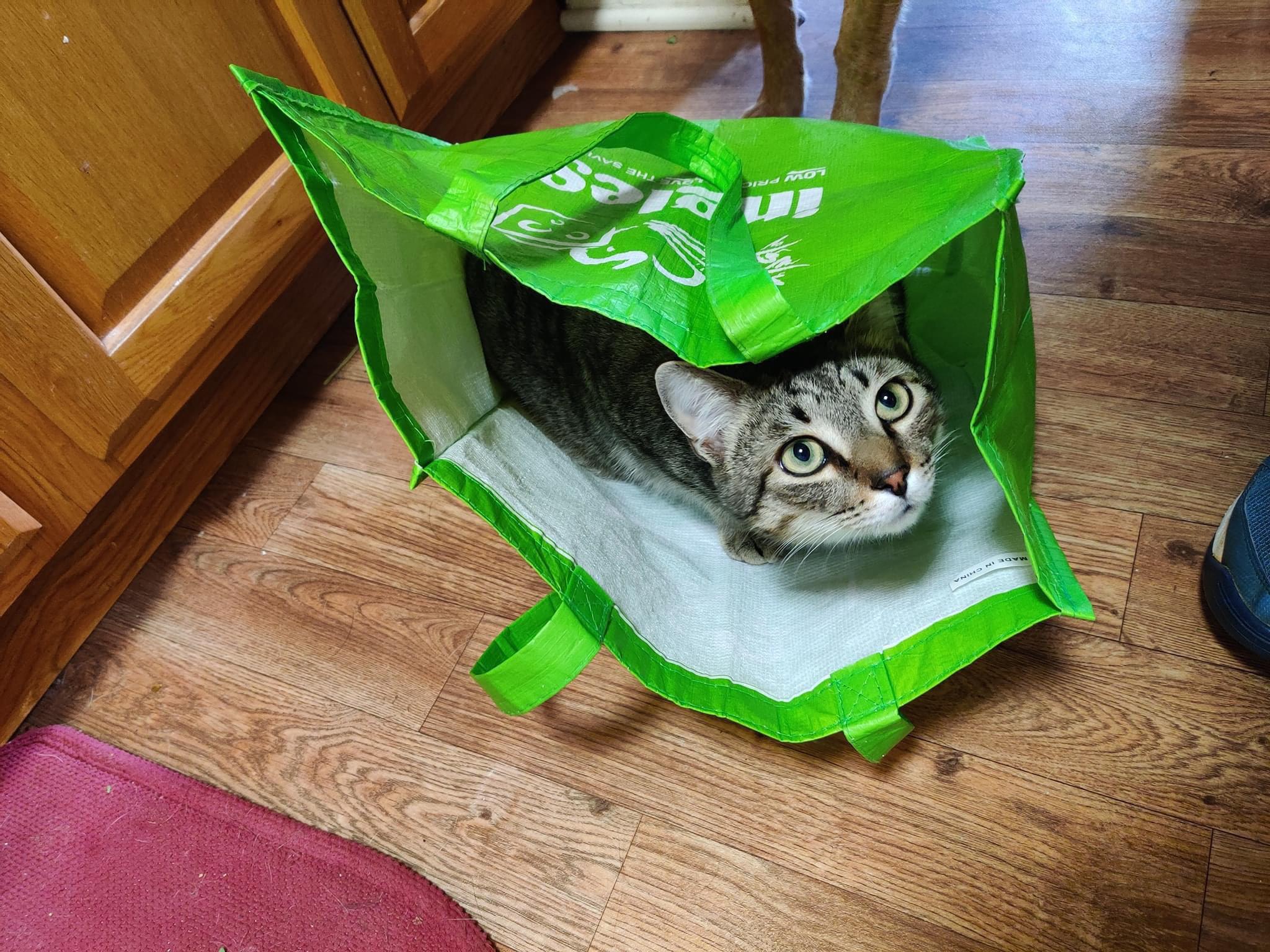 Cat bag 🤪🤪 | Scrolller