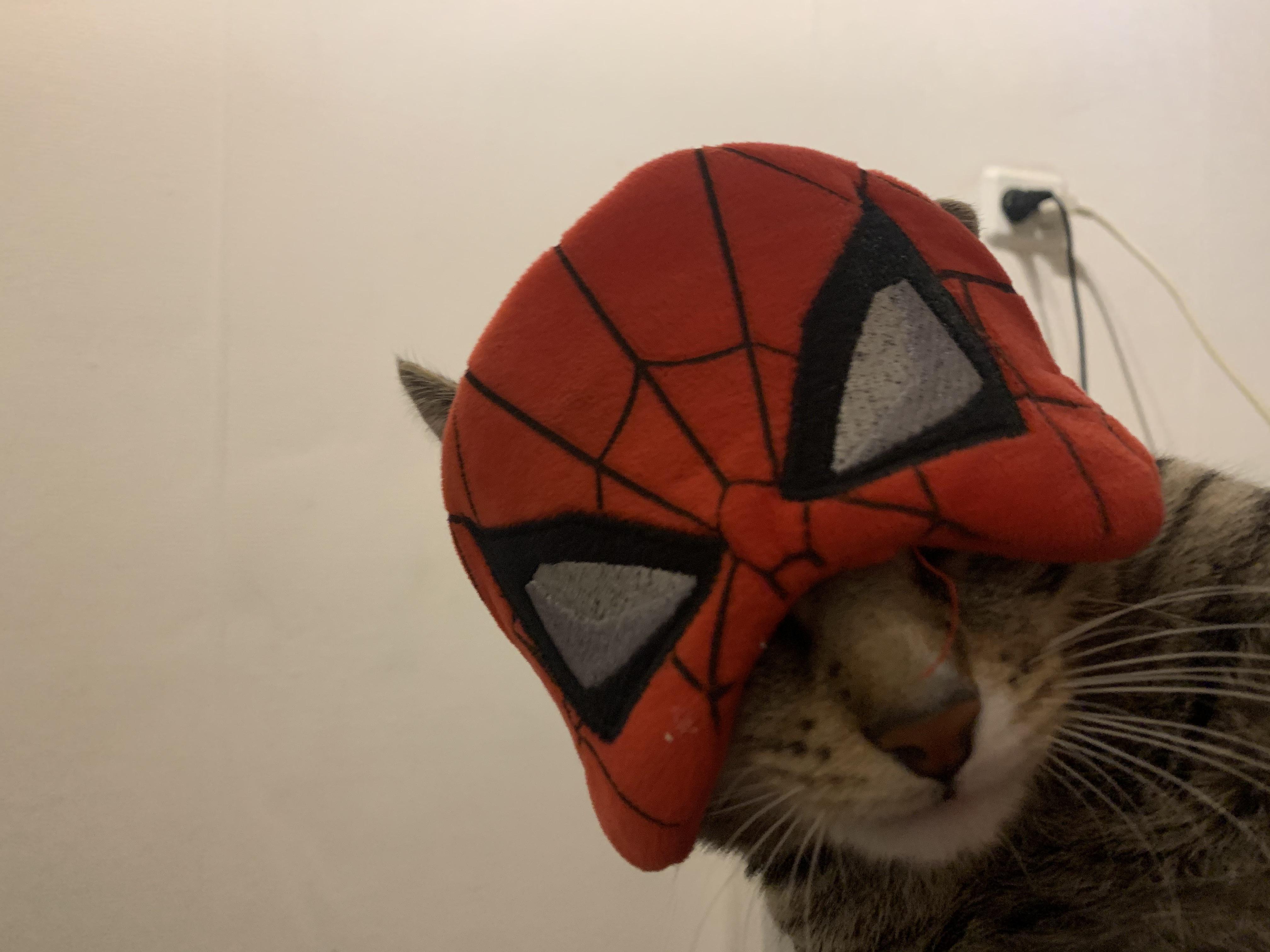 CaT bEcOmEs sPiDeR-cAt?!?!!!?!!$? | Scrolller