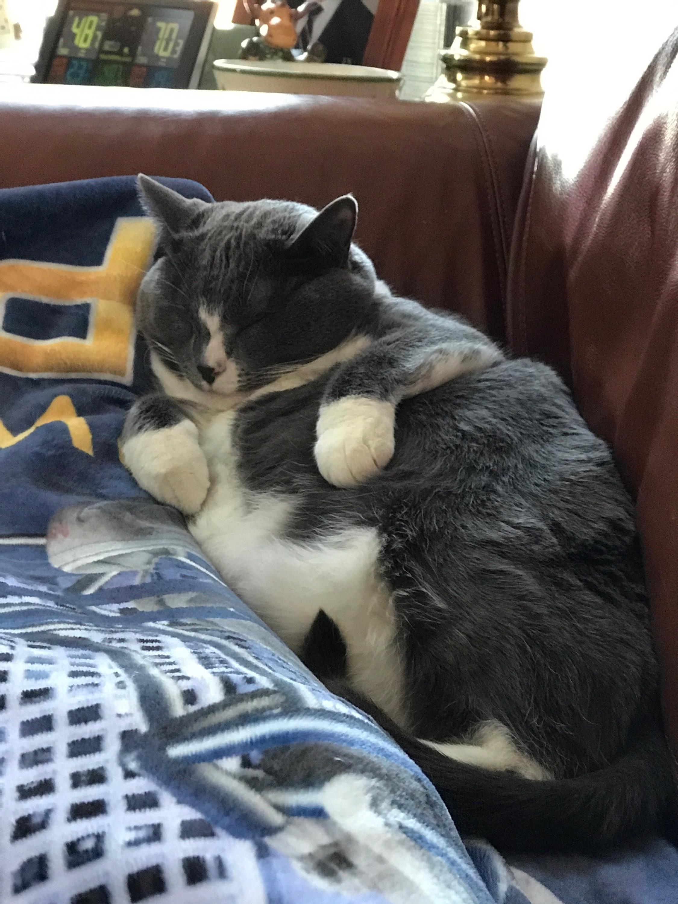 Cat blob | Scrolller