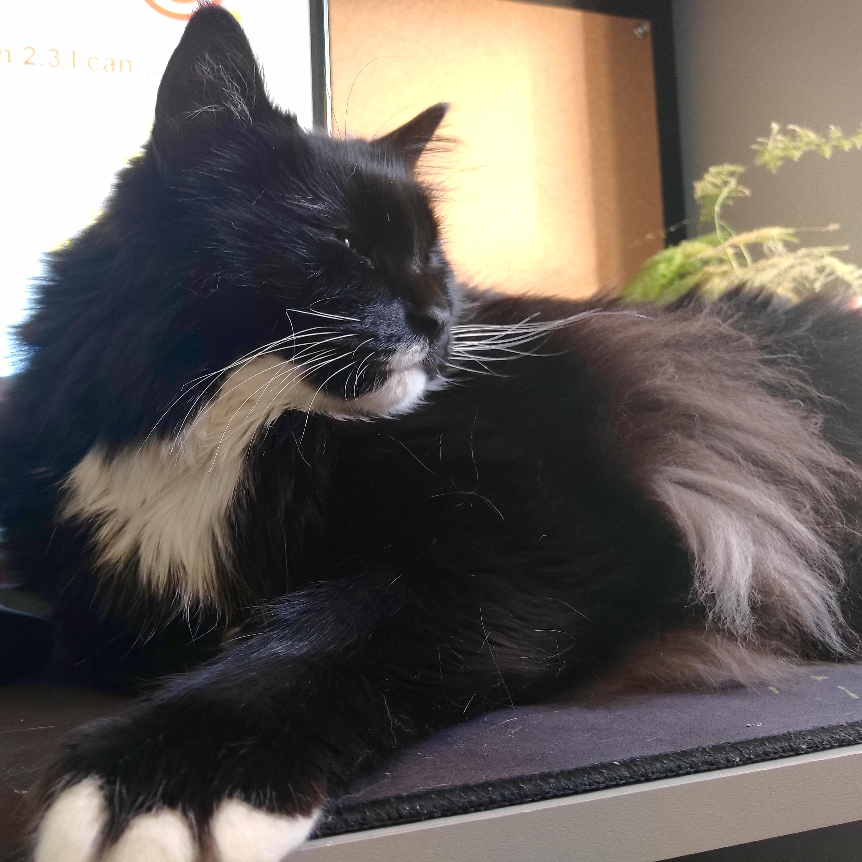 Cat Scrolller