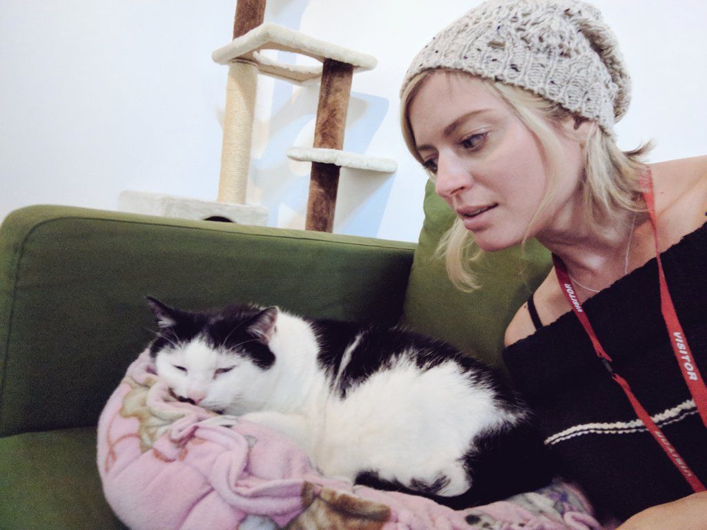 Cat Café | Scrolller