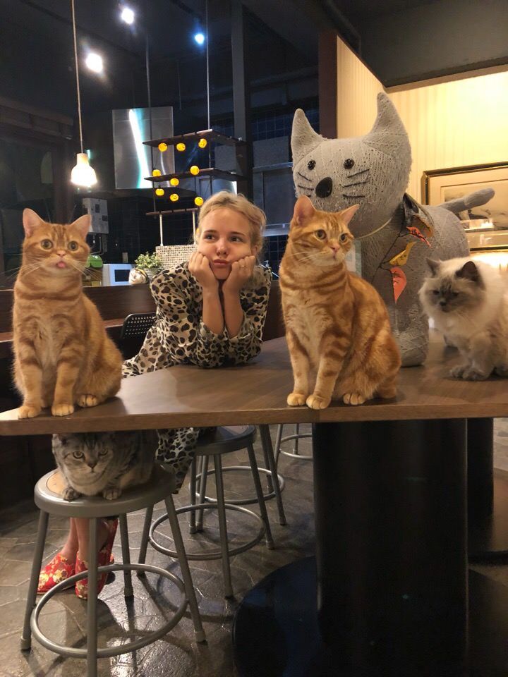 Cat café | Scrolller