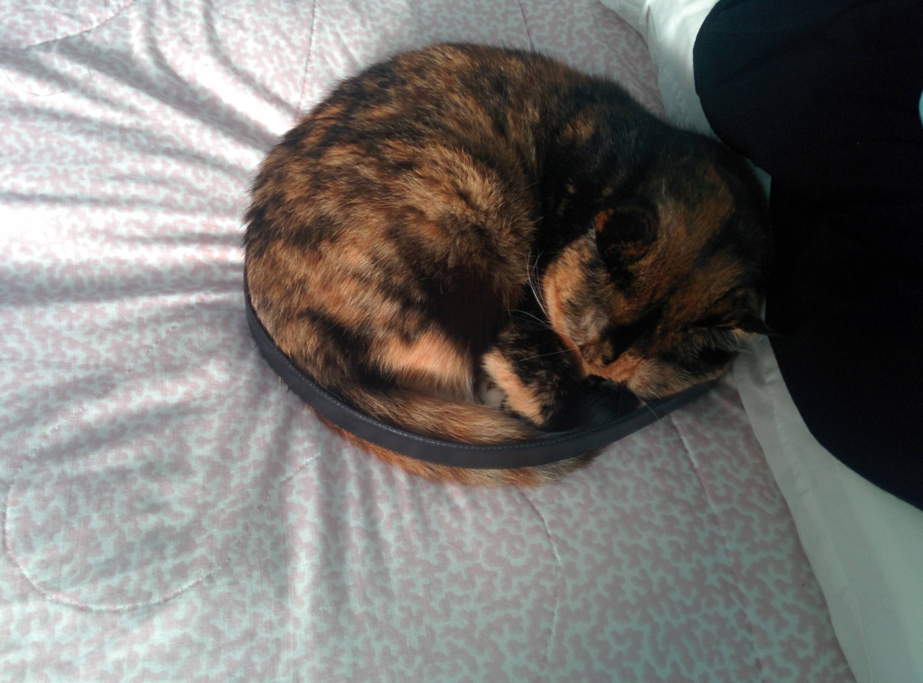 Cat circle circle cat | Scrolller