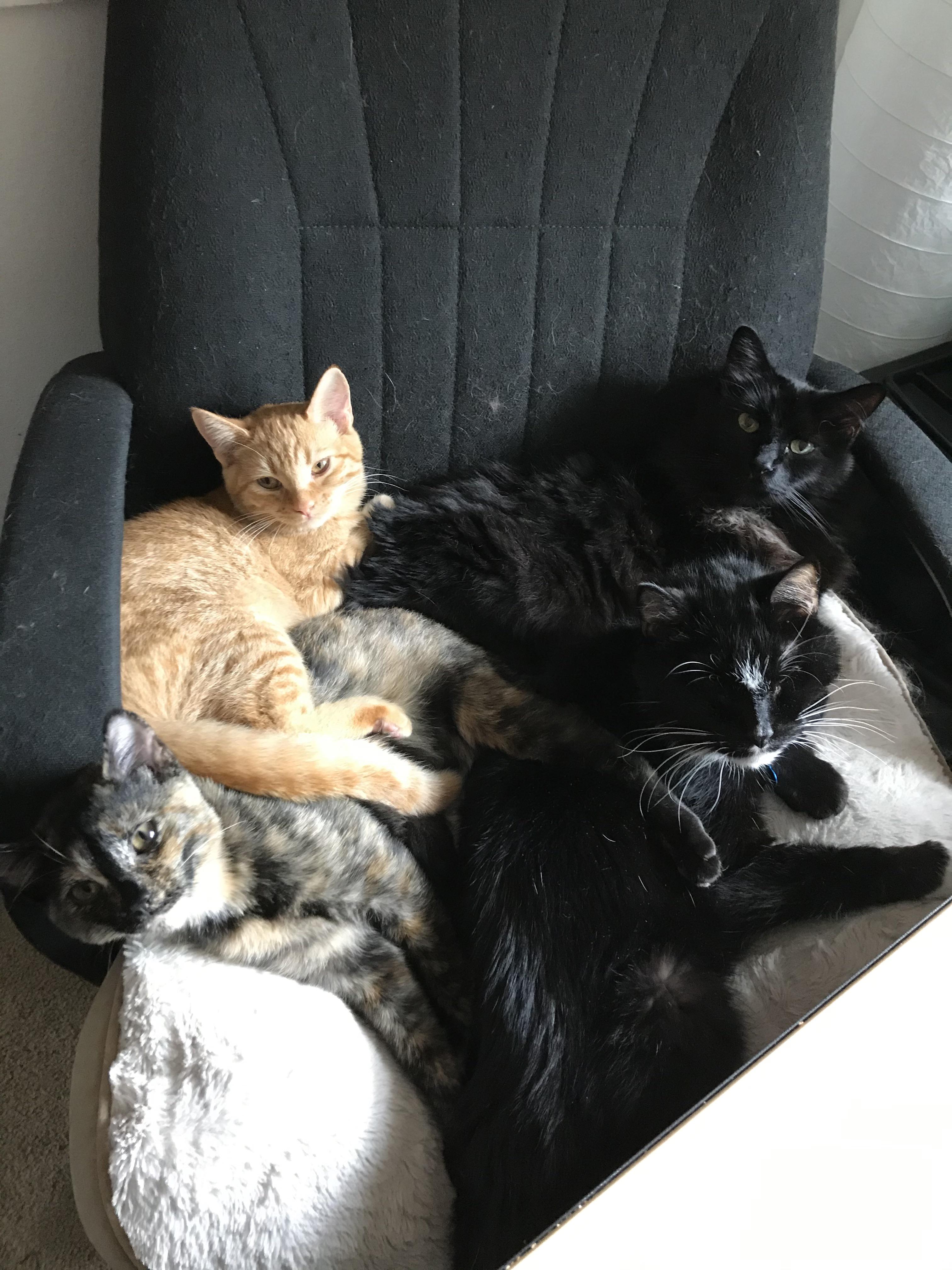 Cat cuddle puddle | Scrolller