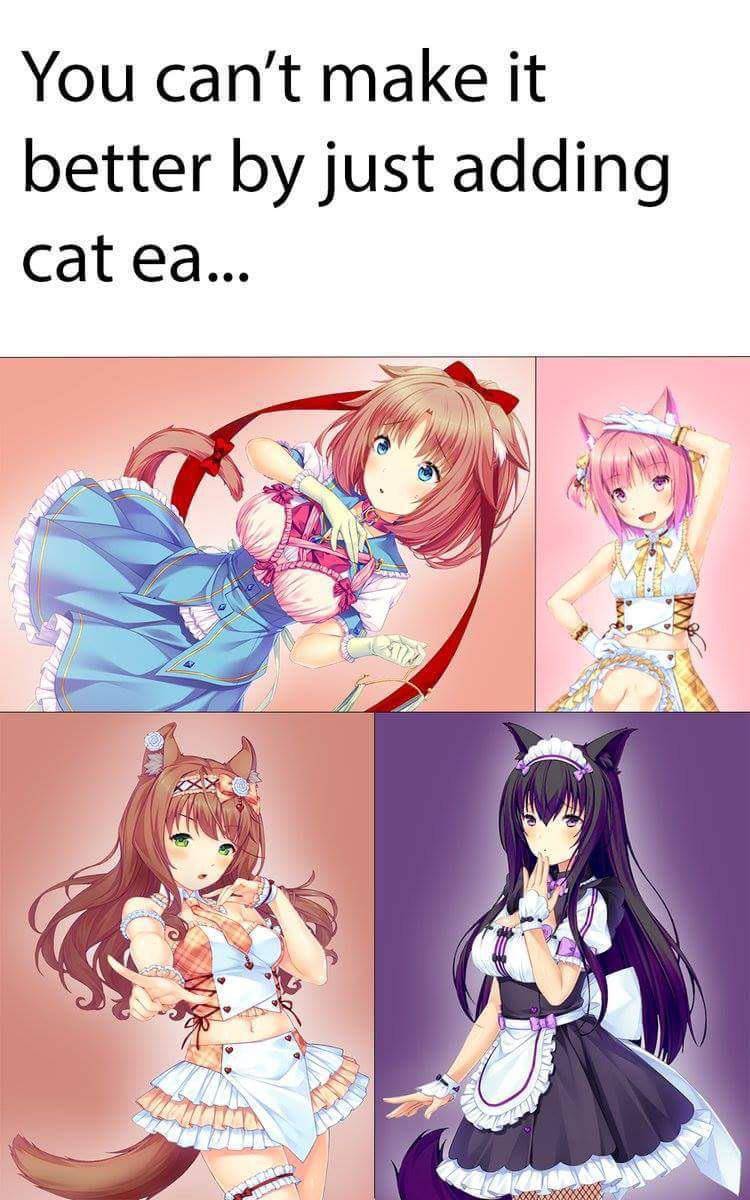 Cat ears make everything better | Scrolller