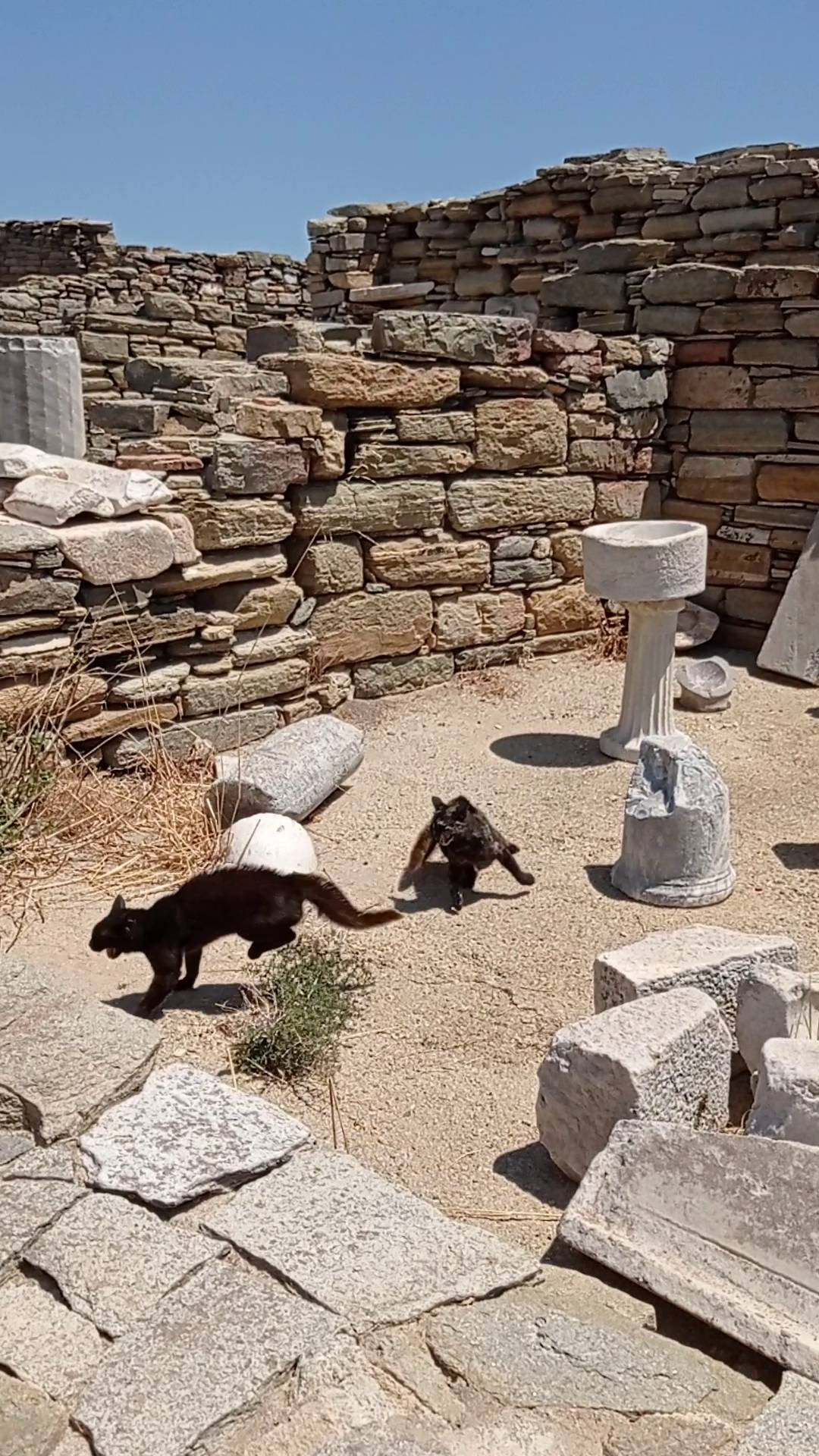 cat fight at dilos island | Scrolller