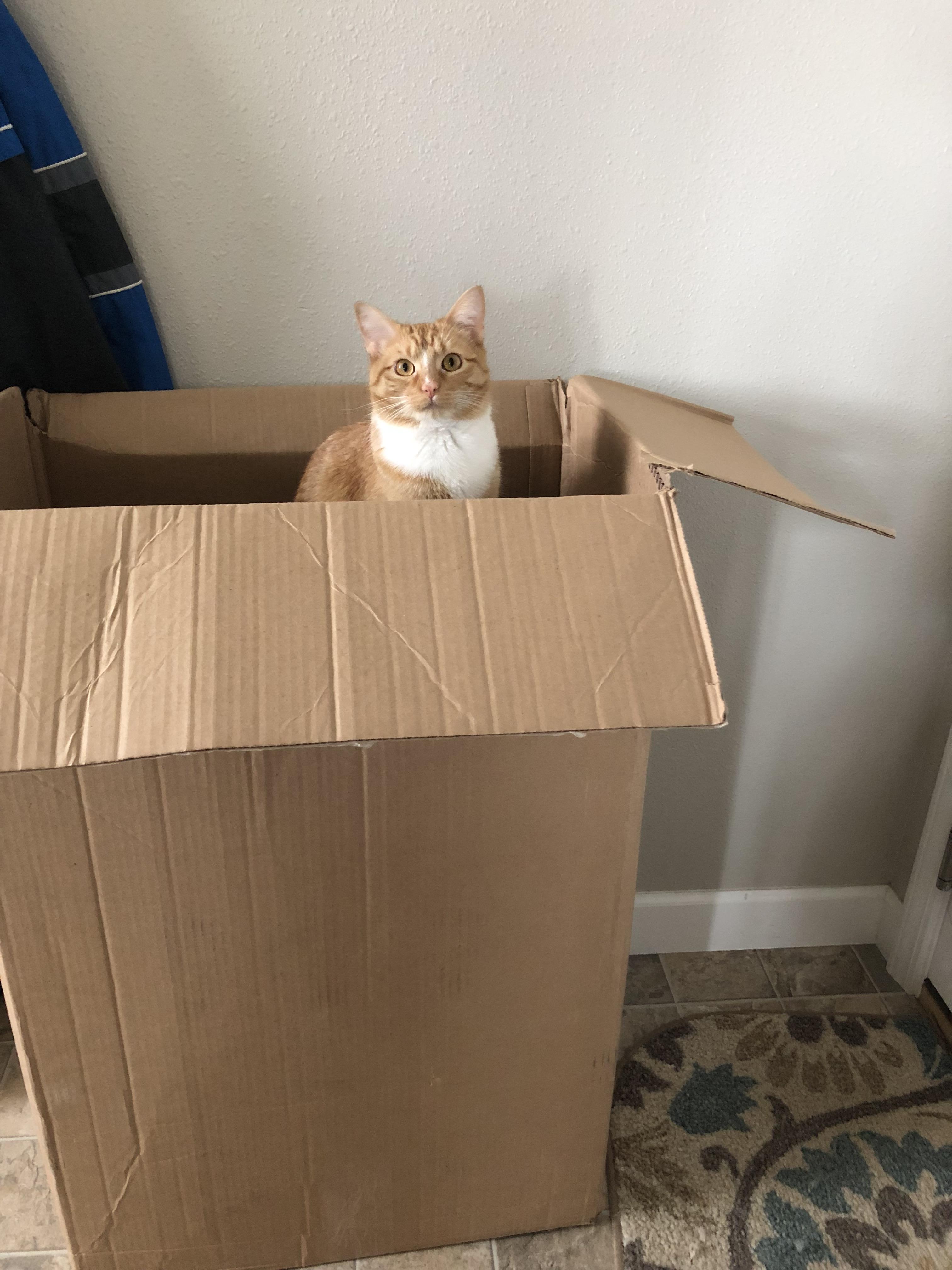 Cat in a box | Scrolller
