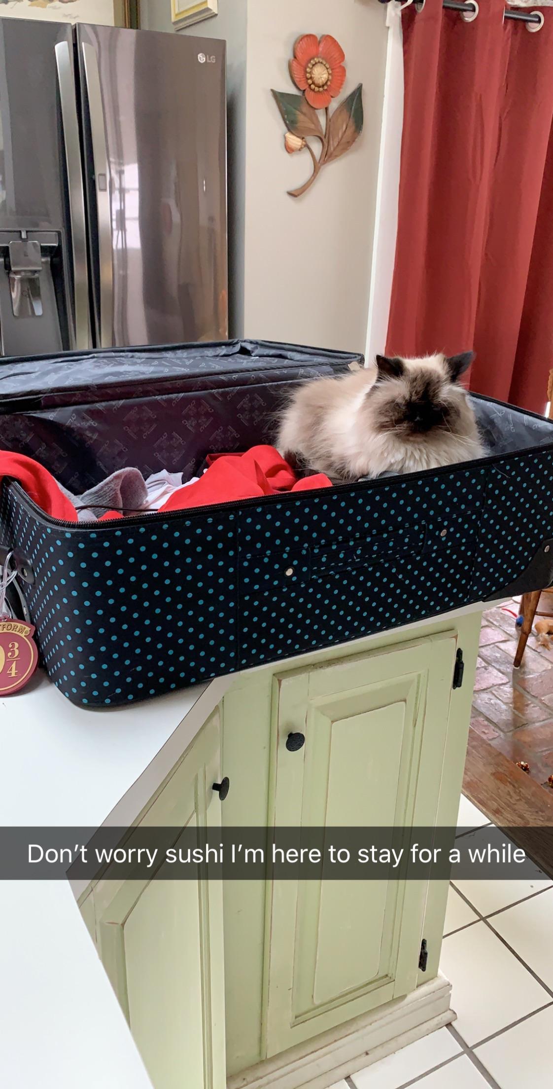 Cat in a luggage “box” | Scrolller