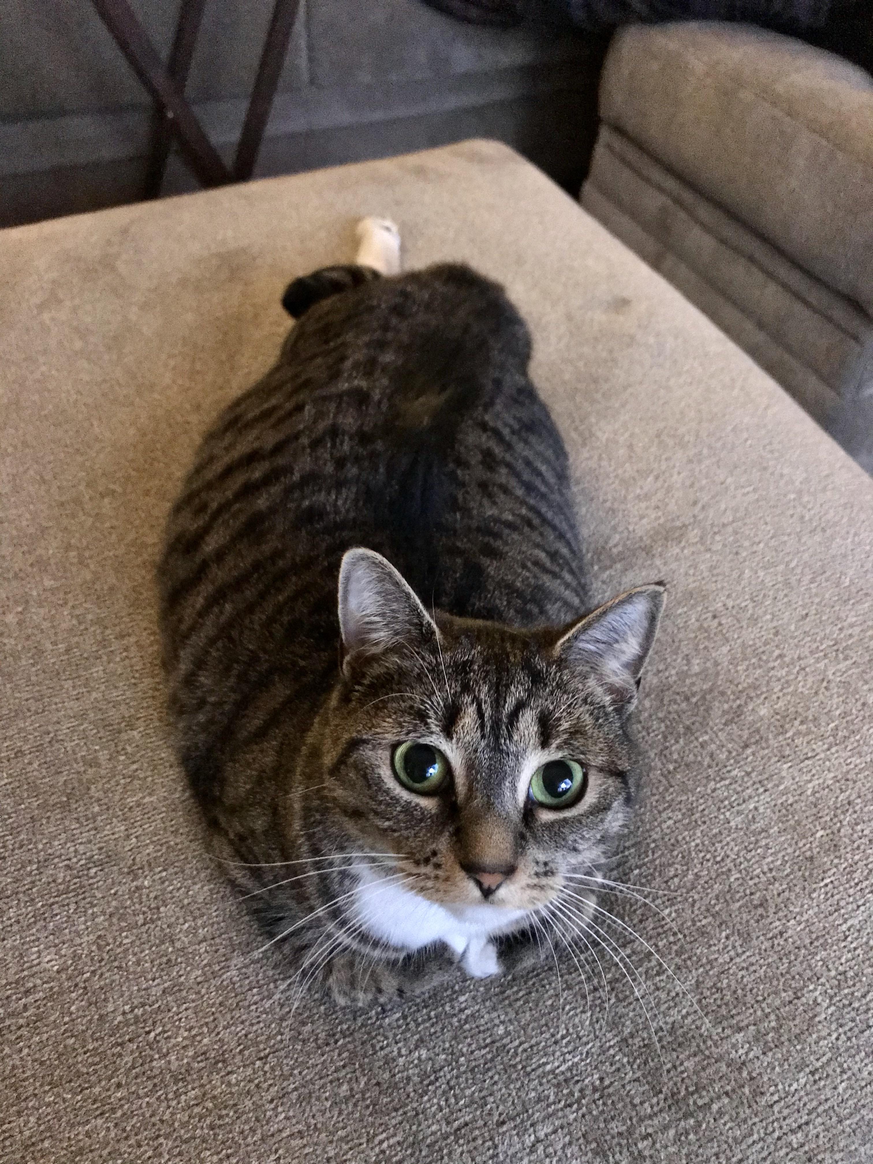 Cat loaf 🤡🥰 | Scrolller