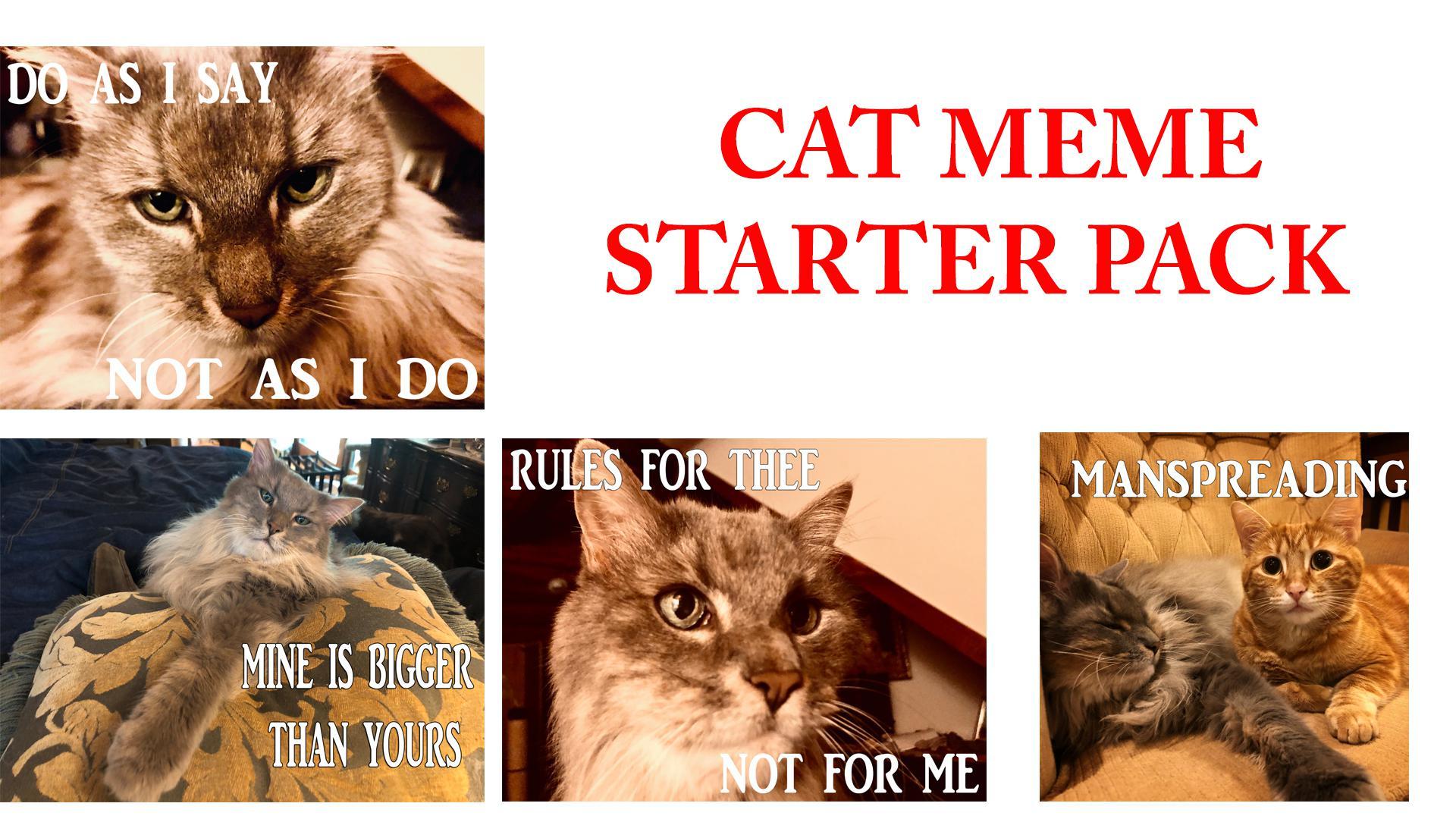 Cat Meme Starter Pack | Scrolller