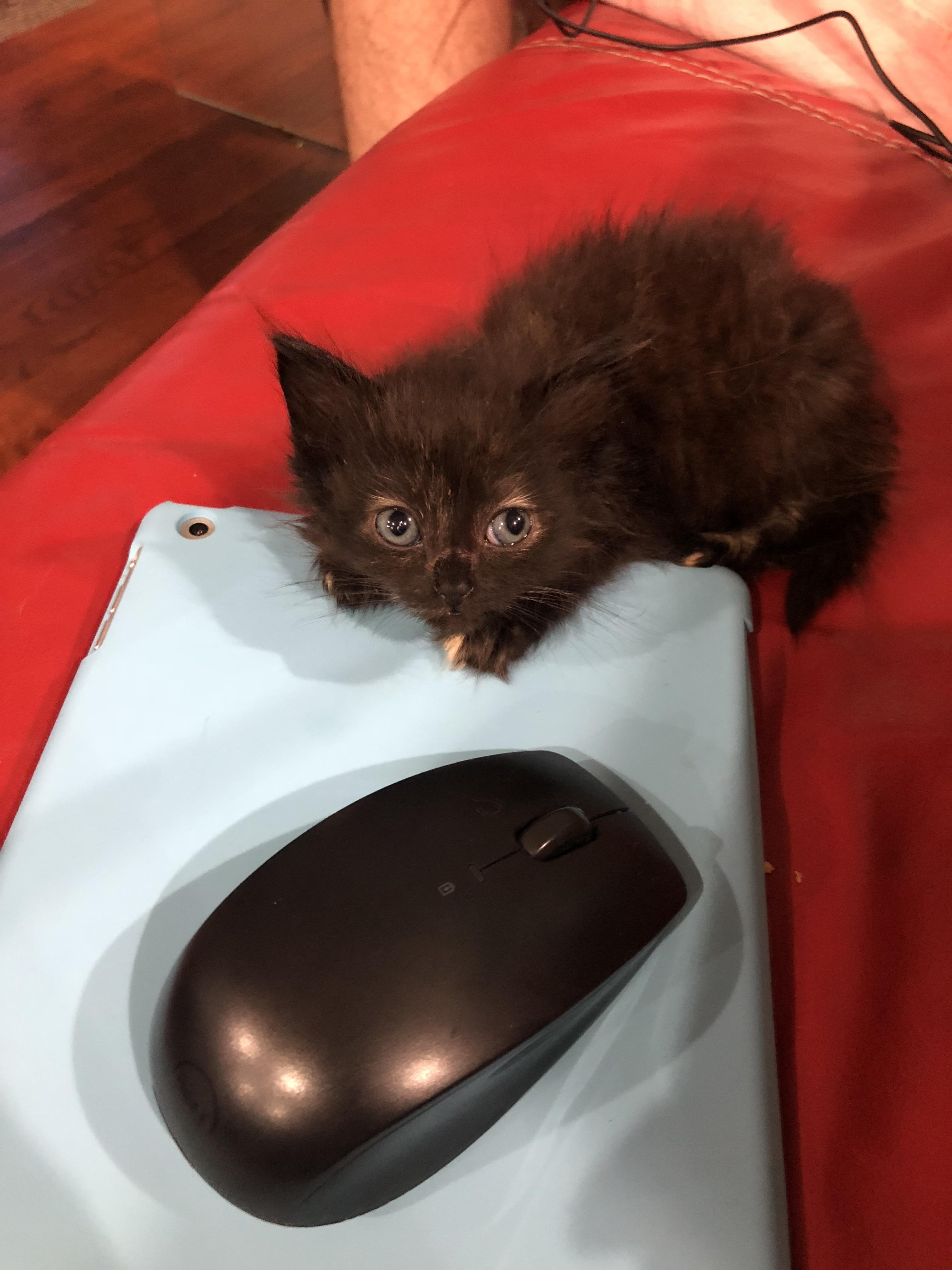 Cat + Mouse | Scrolller