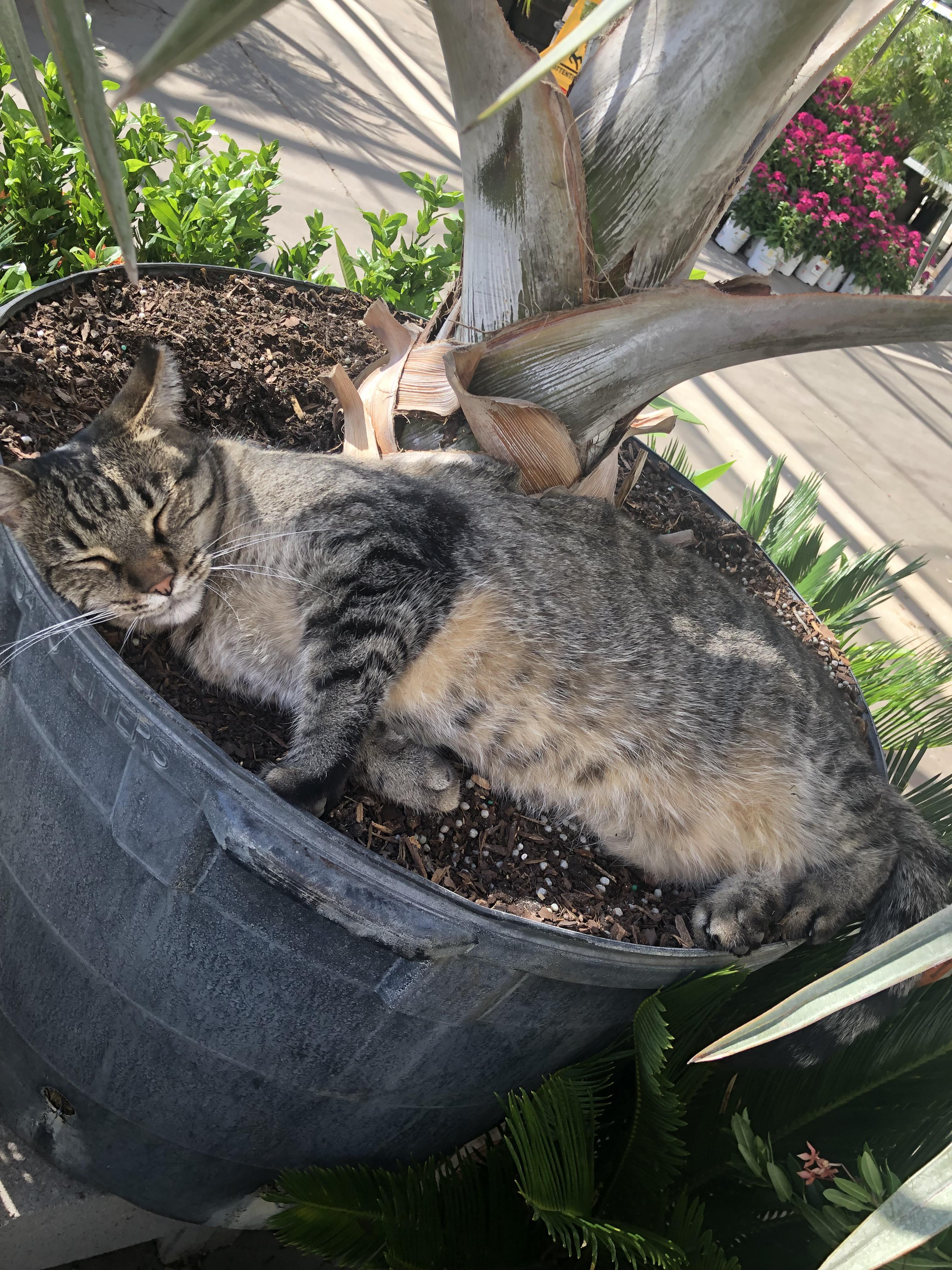 Cat naps in the garden center of Home Depot > | Scrolller