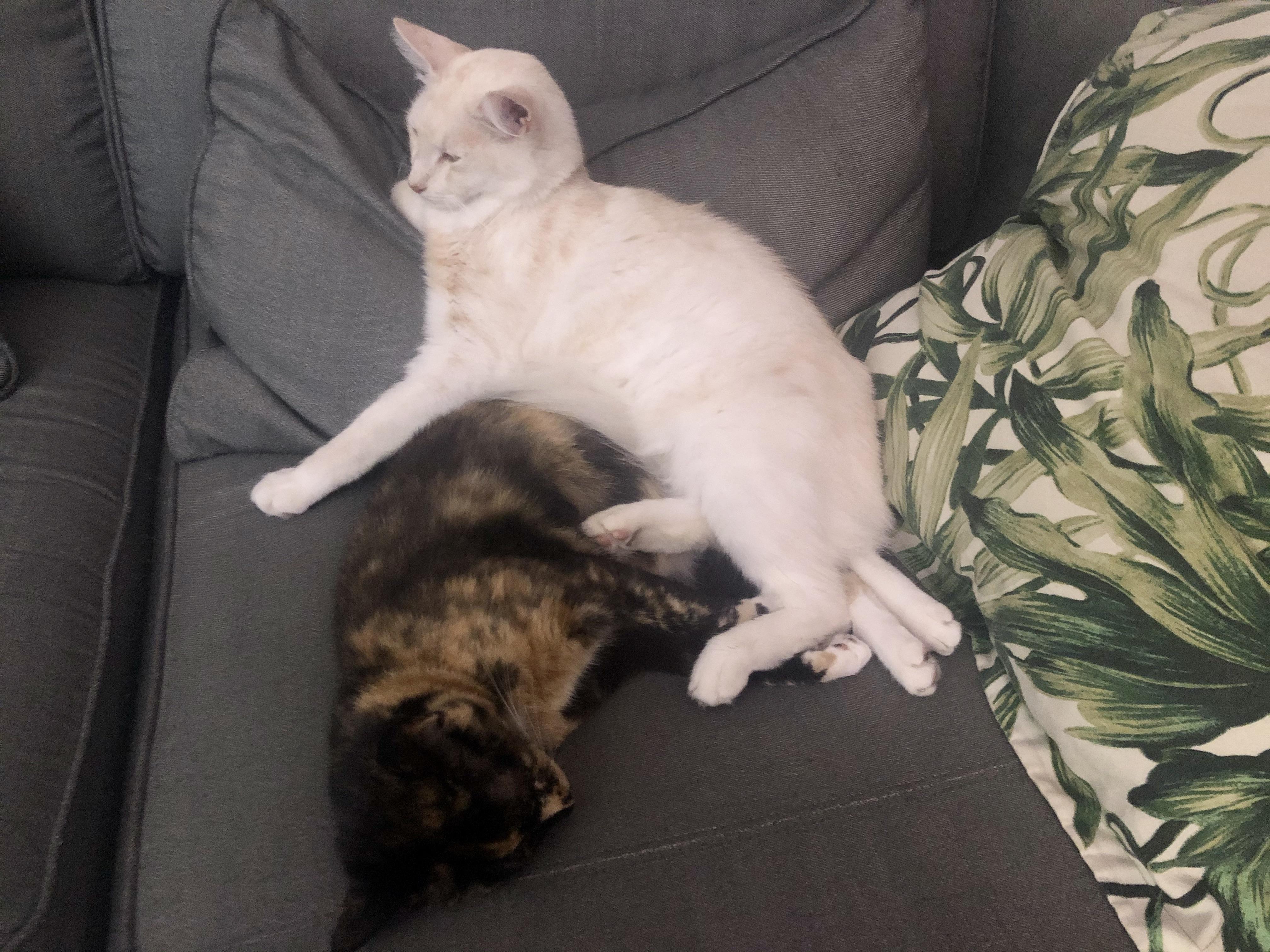 Cat on Cat | Scrolller