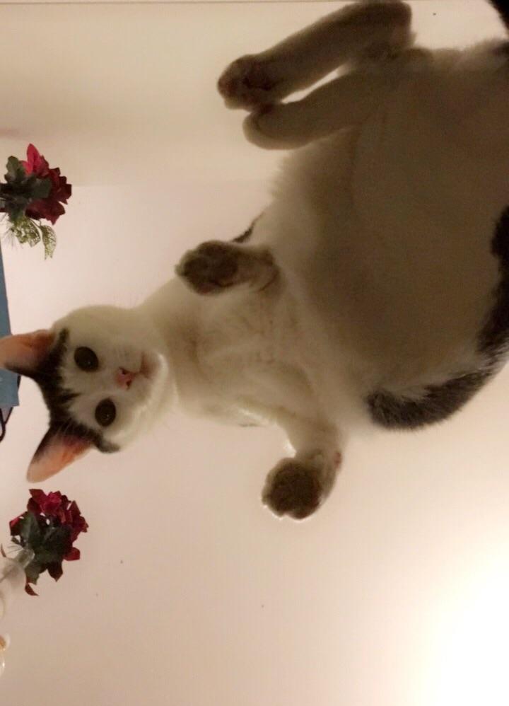 Cat on table | Scrolller