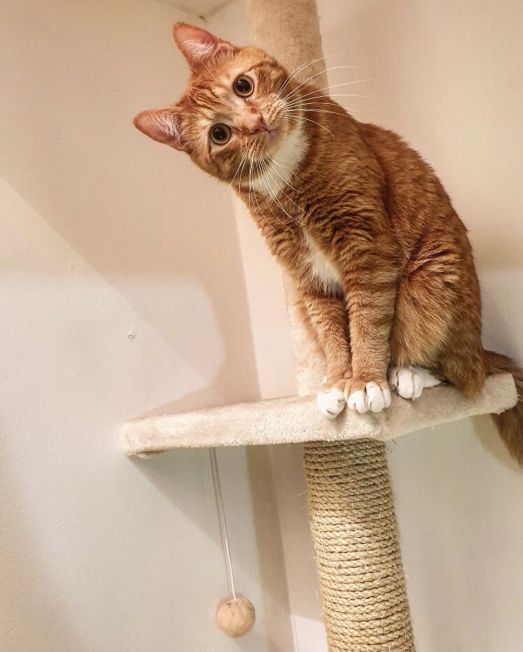 Cat questions stranger : hello there adventurer | Scrolller