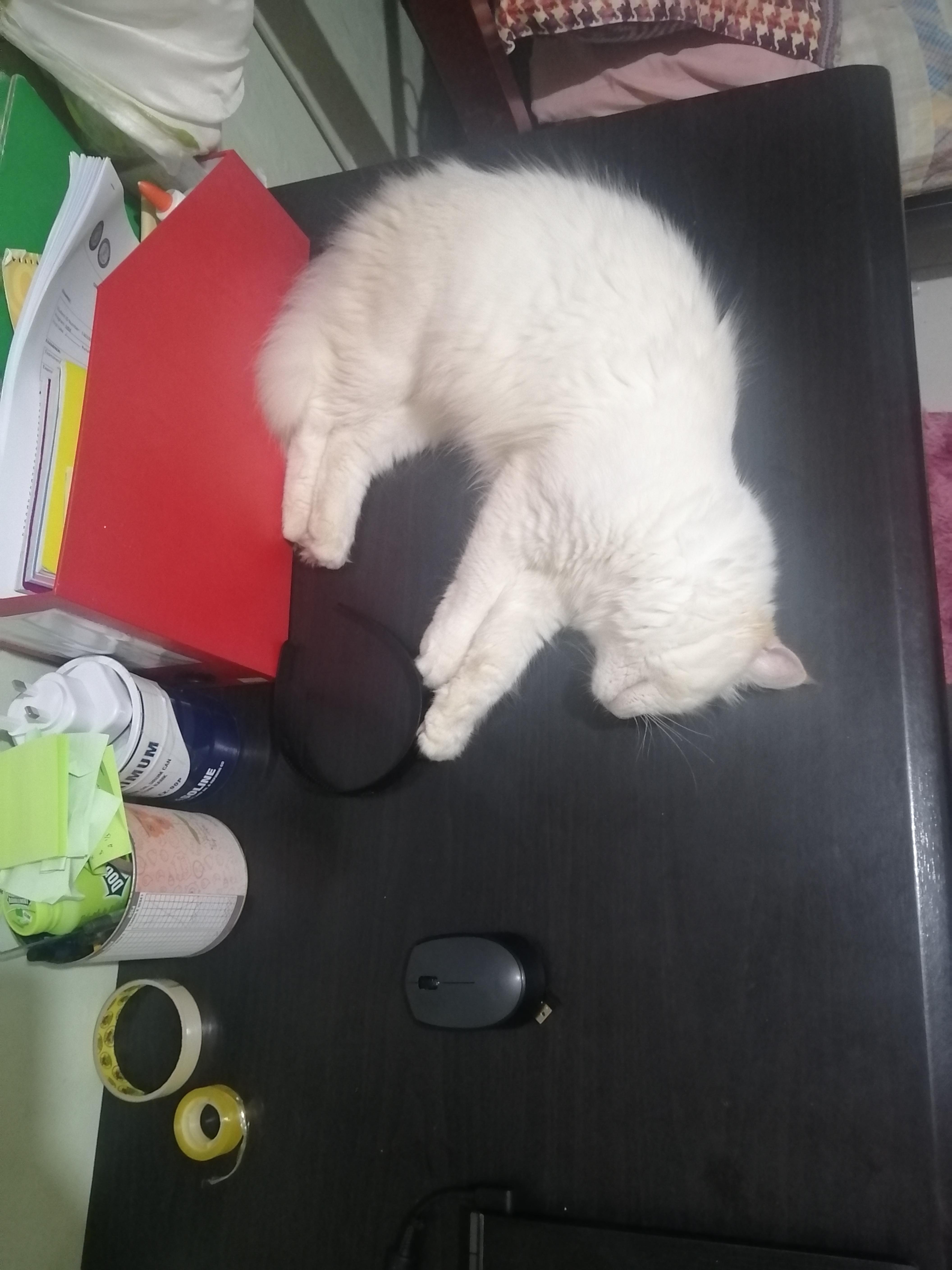 Cat table | Scrolller