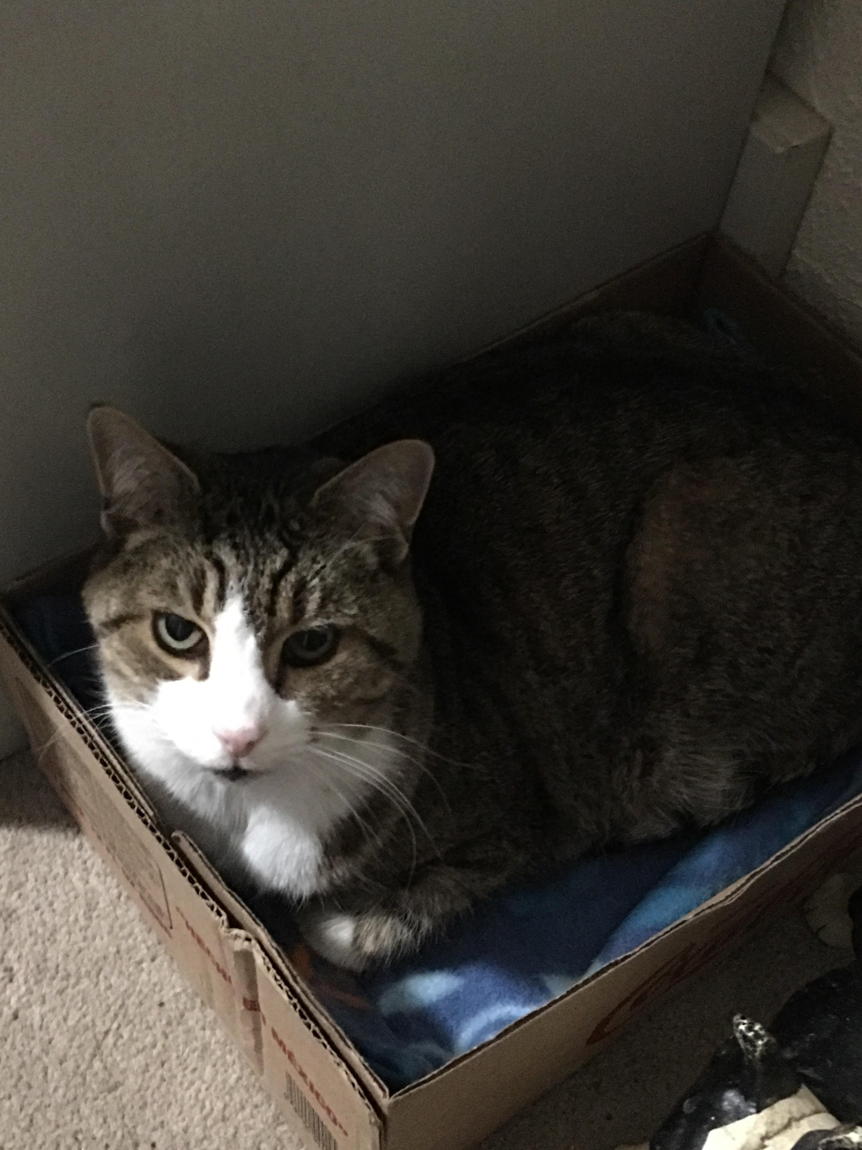 Cat trap | Scrolller