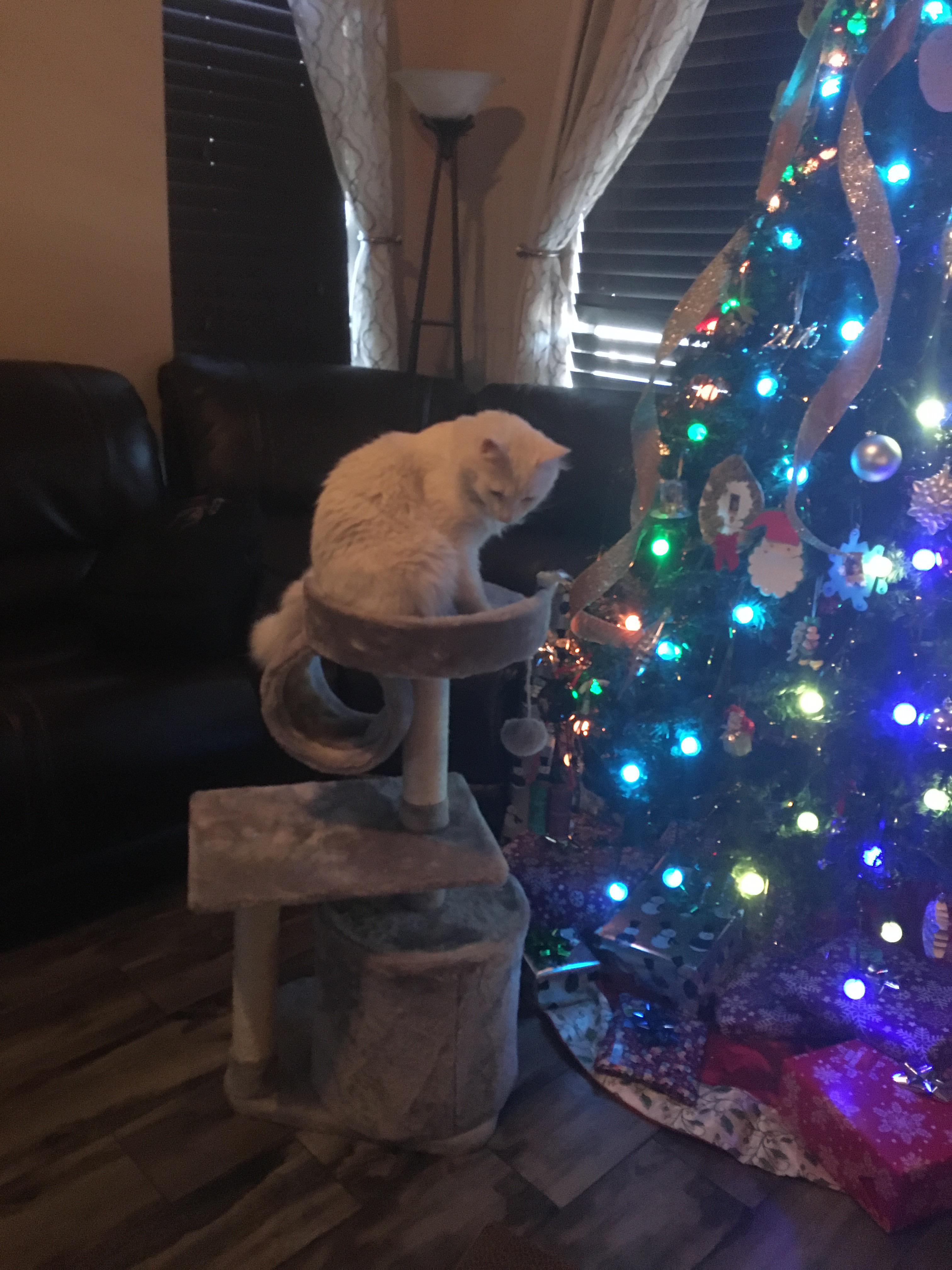 cat tree boi | Scrolller