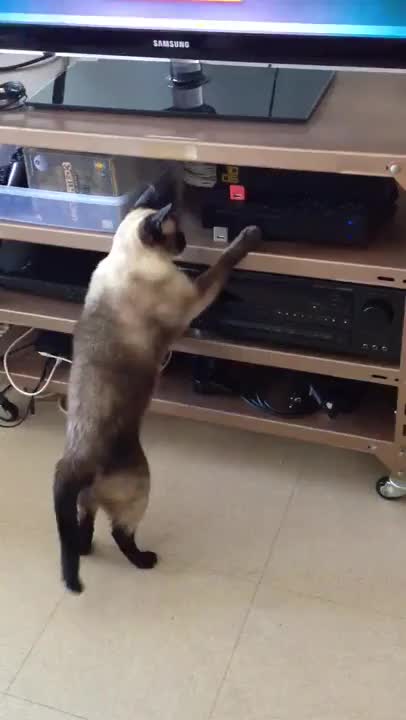 Cat vs DVD | Scrolller