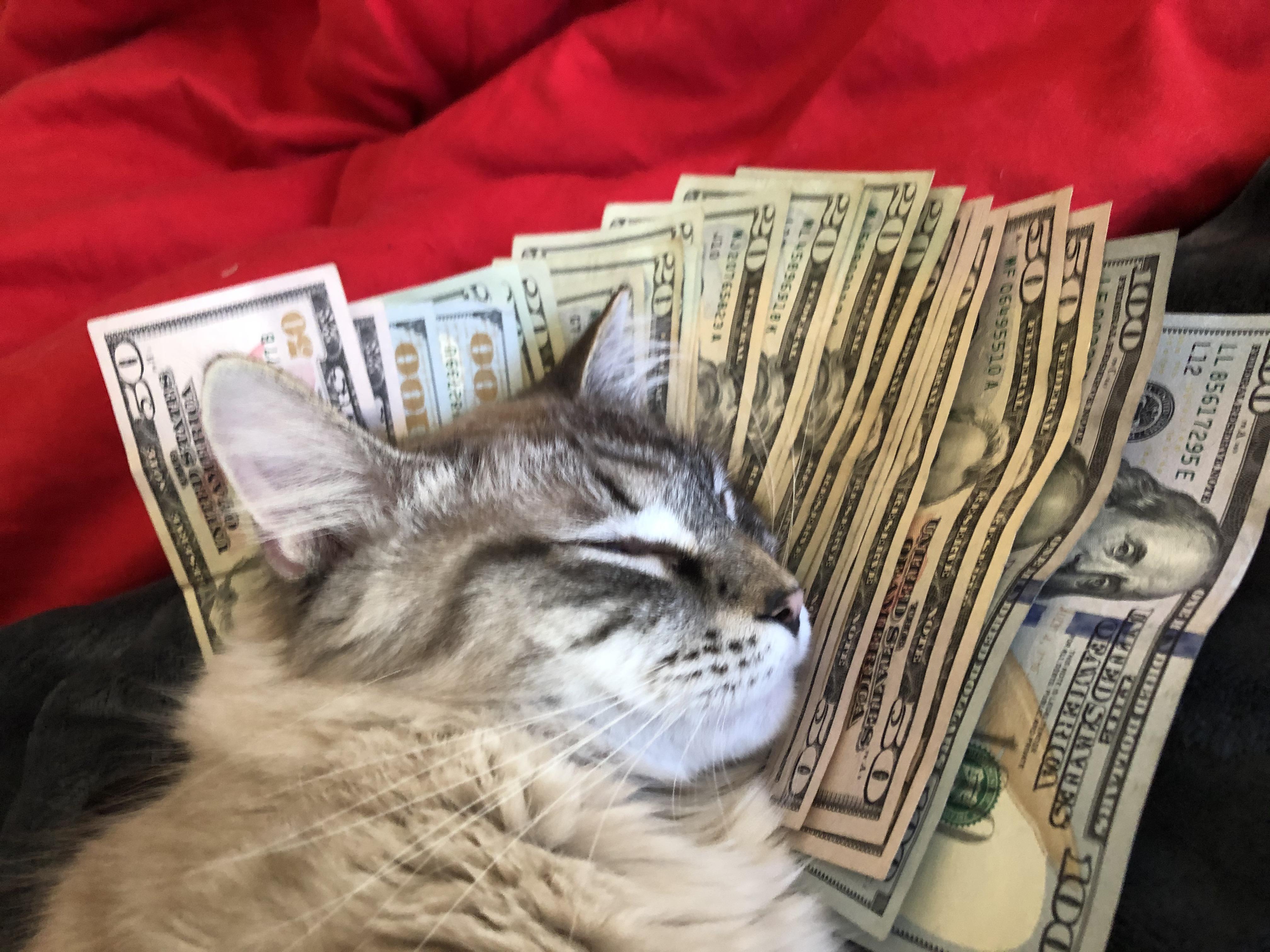 Catnip hustler | Scrolller