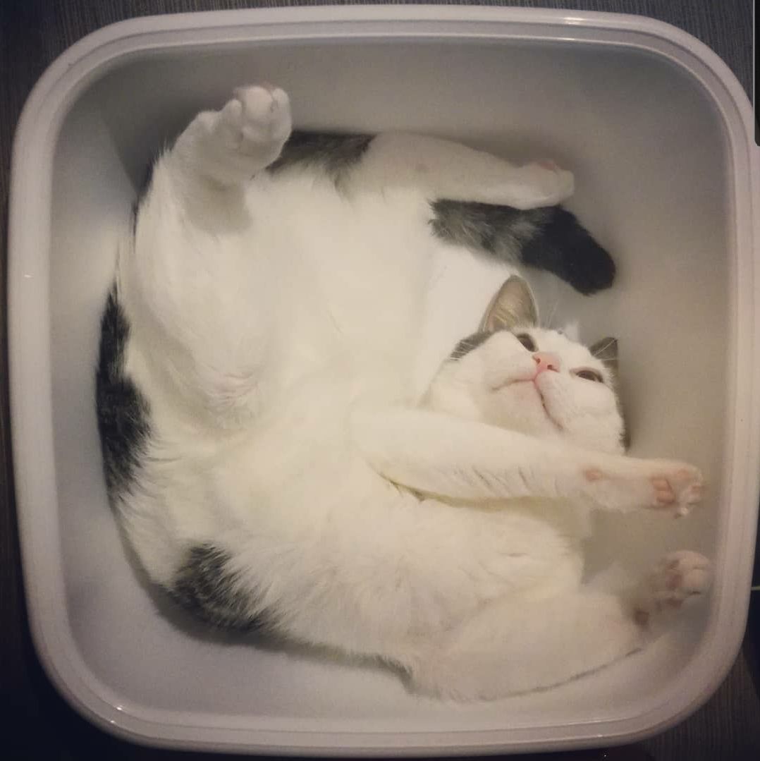 Cats are liquid | Scrolller