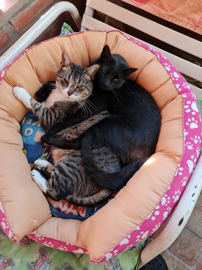 Cats being bros | Scrolller