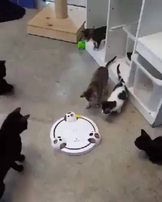 Cats find a new toy | Scrolller