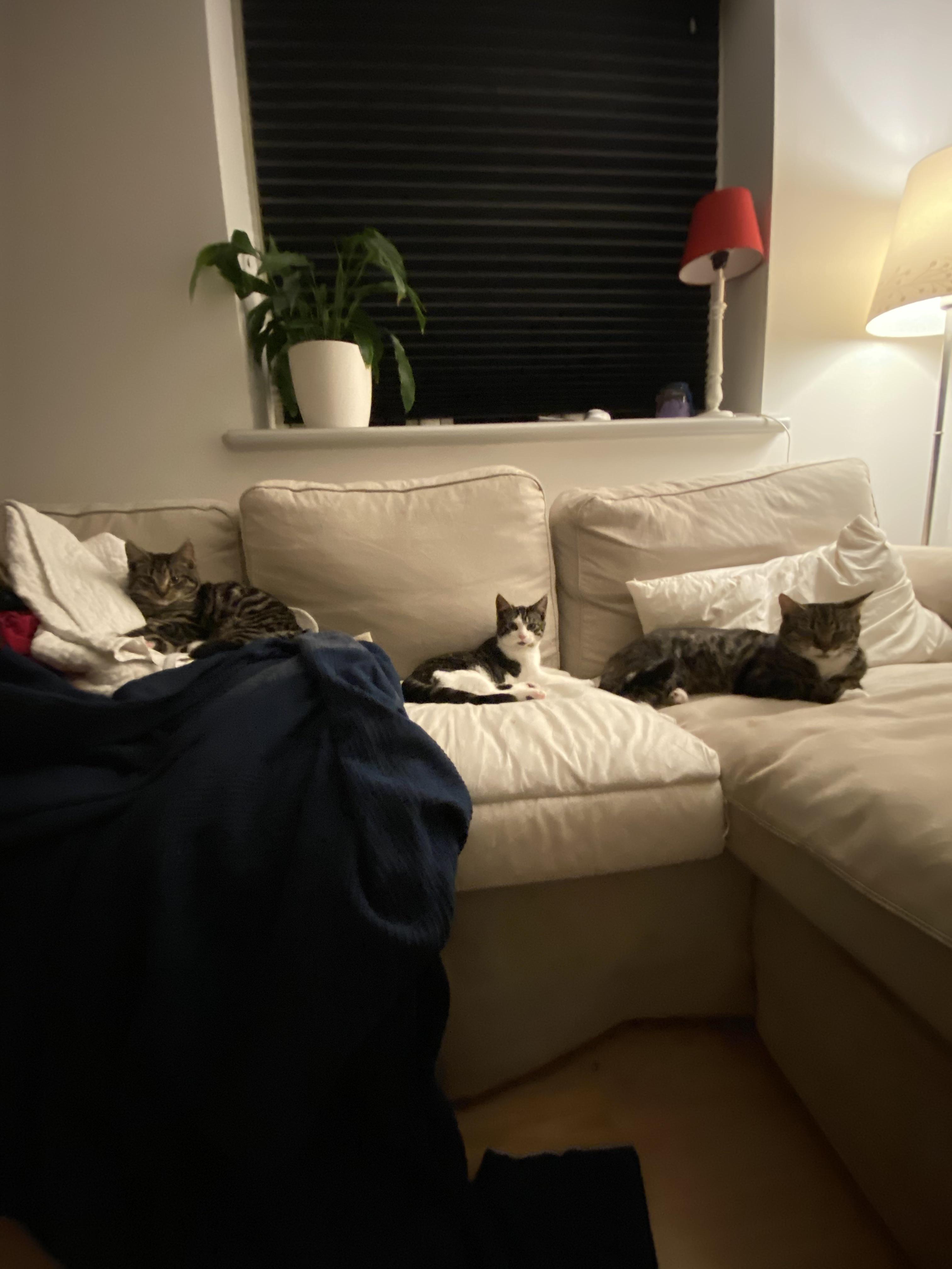Cats on couch | Scrolller