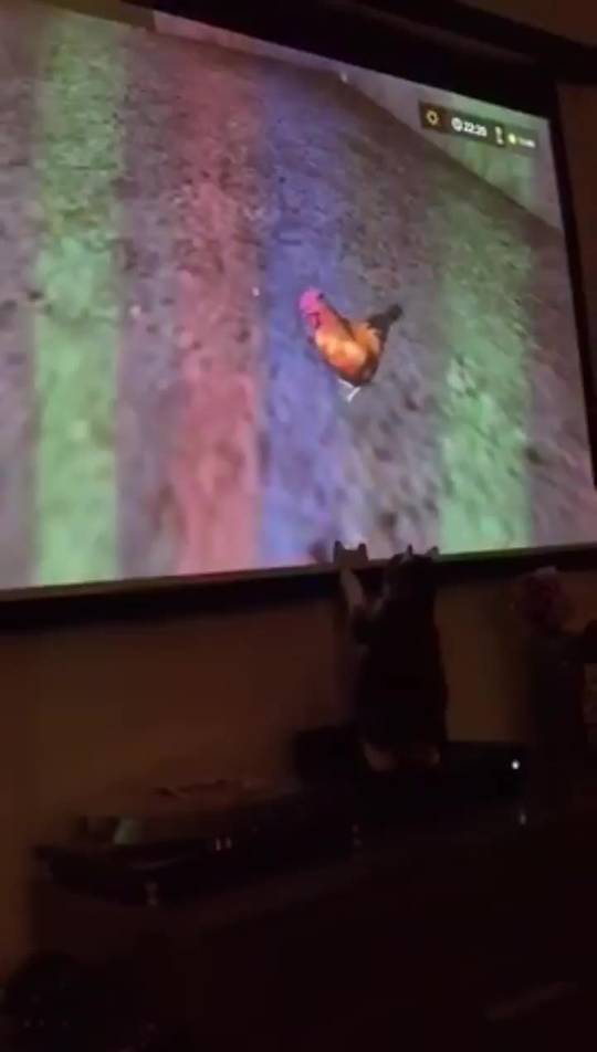 Cats vs Projection | Scrolller